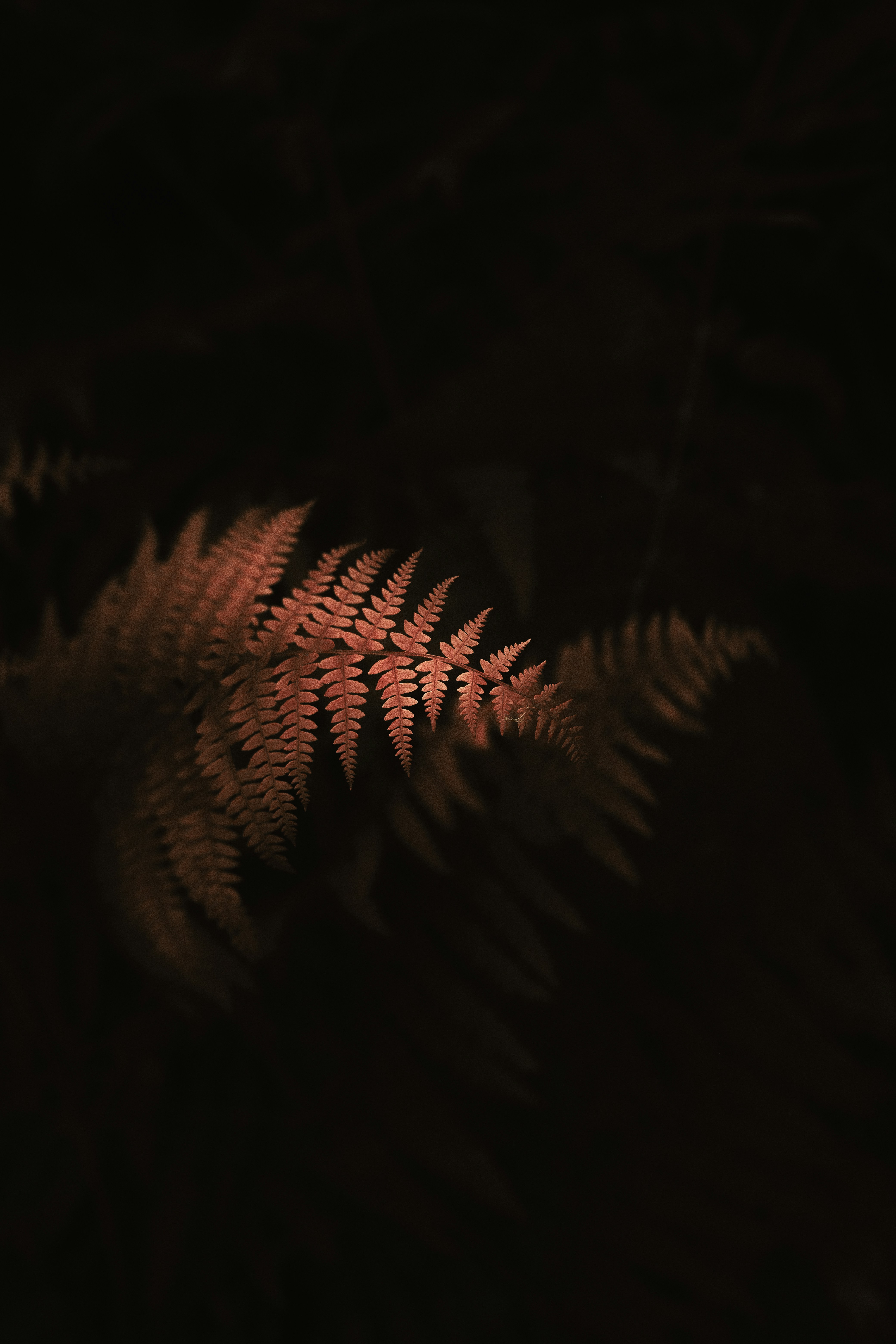 Delicate fern leaf softly illuminated against a dark backdrop, highlighting its intricate patterns.