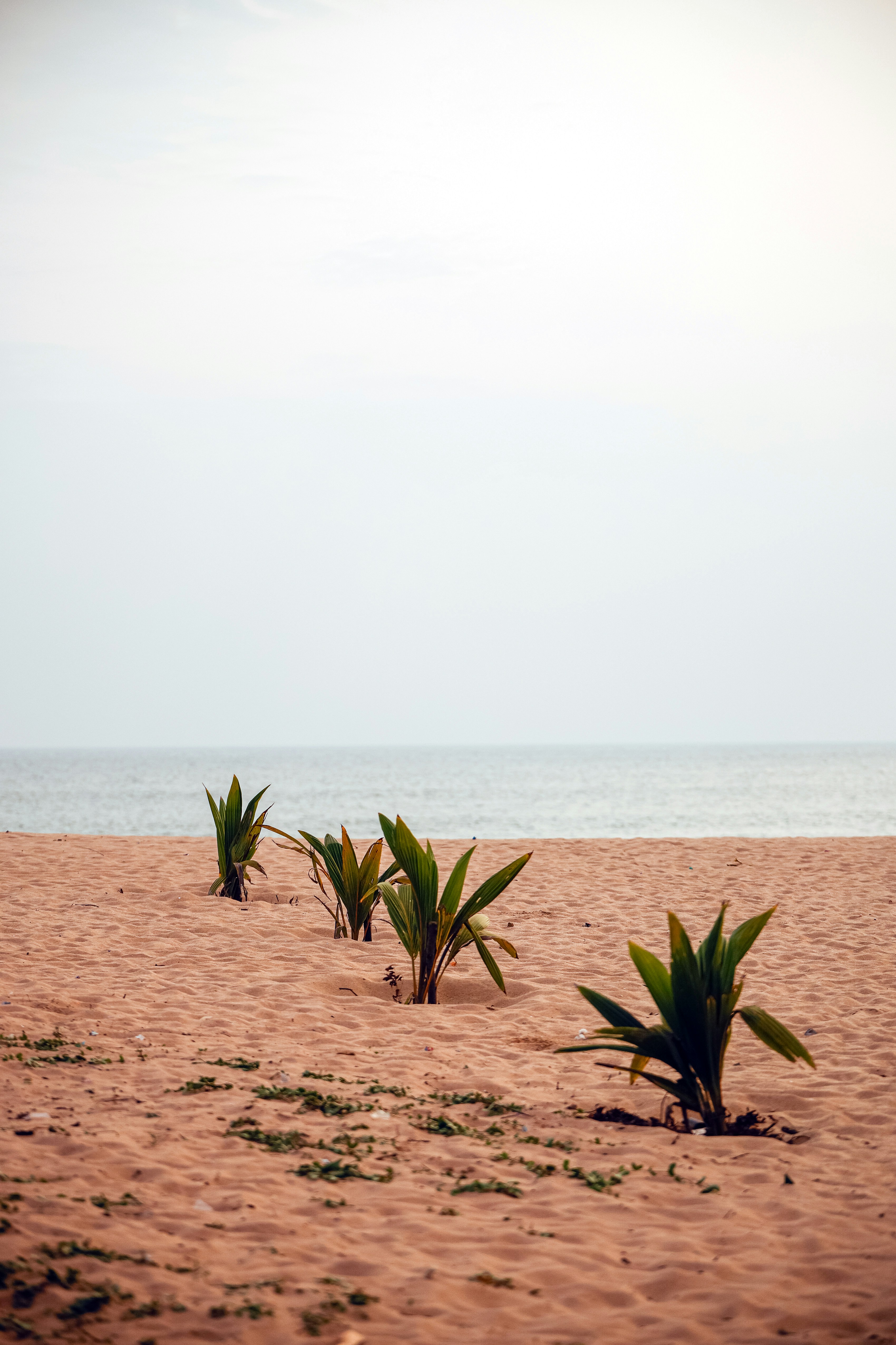 A couple of plants that are in the sand photo – Free Tamil nadu Image ...
