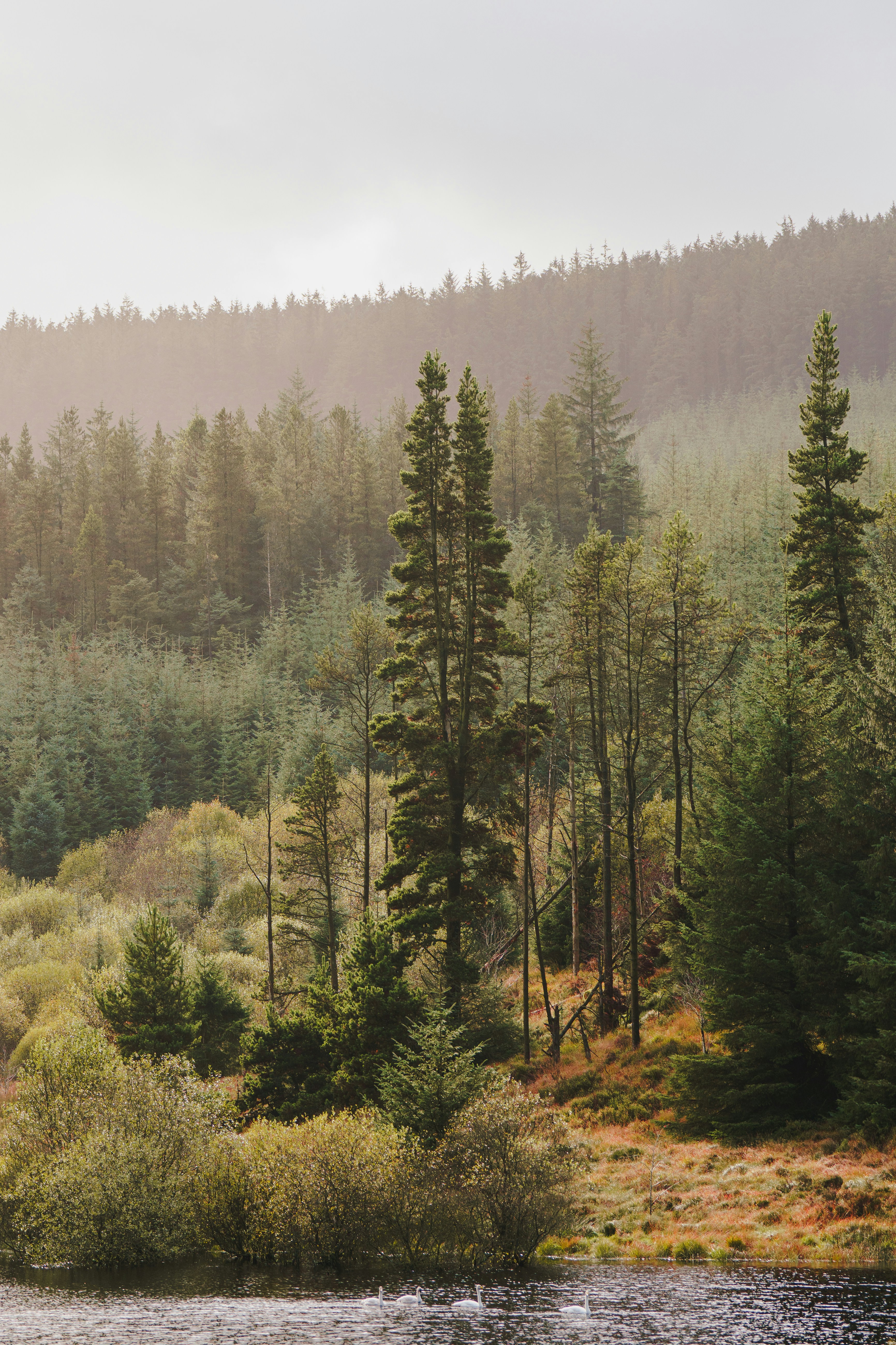 A boat floating on top of a lake next to a forest photo – Free Banagher ...