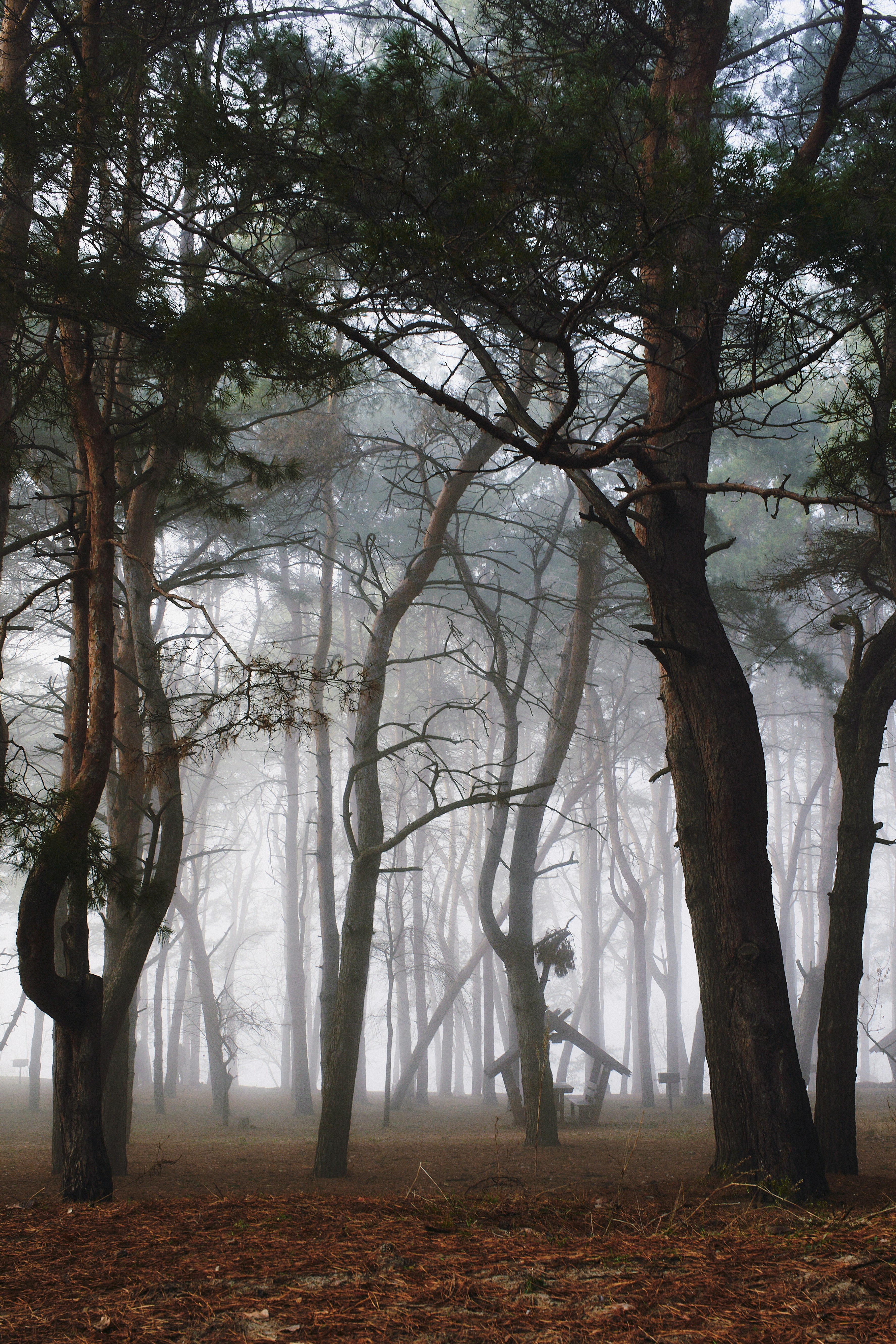 Twisted Pines in a Velvet Fog