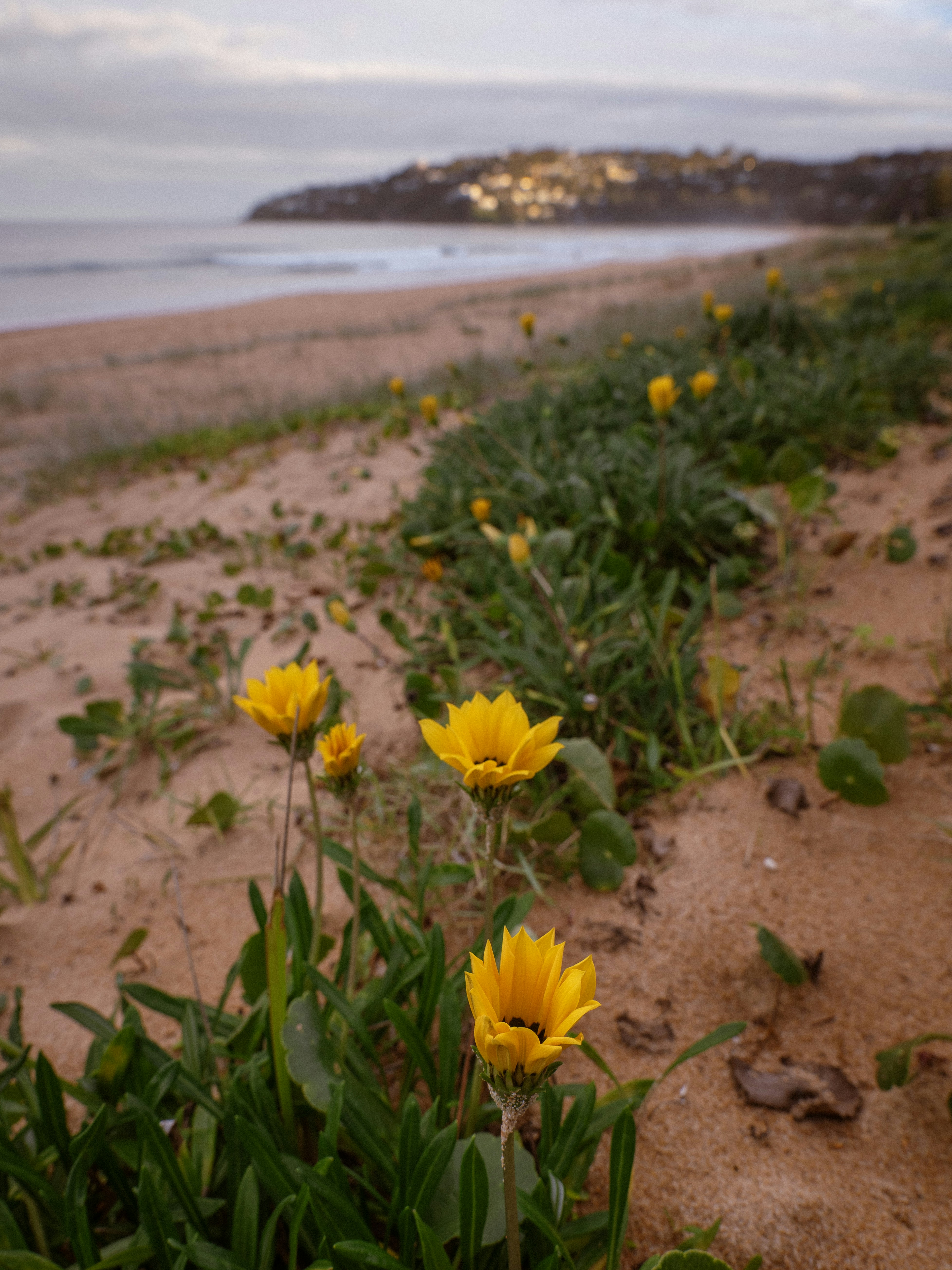Photograph of bright yellow seaside flowers along a sandy beach with a blurred ocean and distant headland.