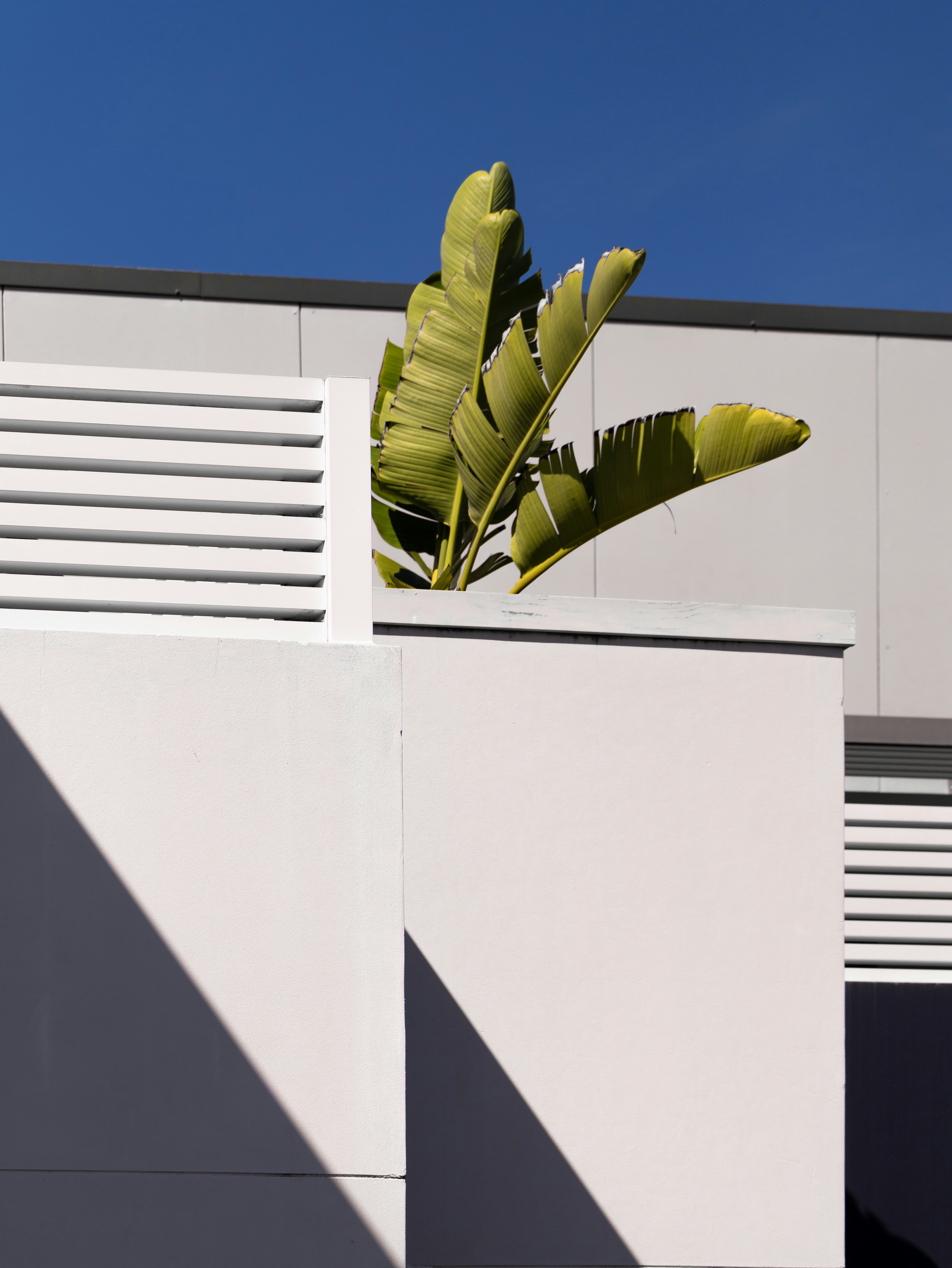 Architectural photograph of a banana plant peeking over a white parapet with strong geometric shadows against a clear blue sky.