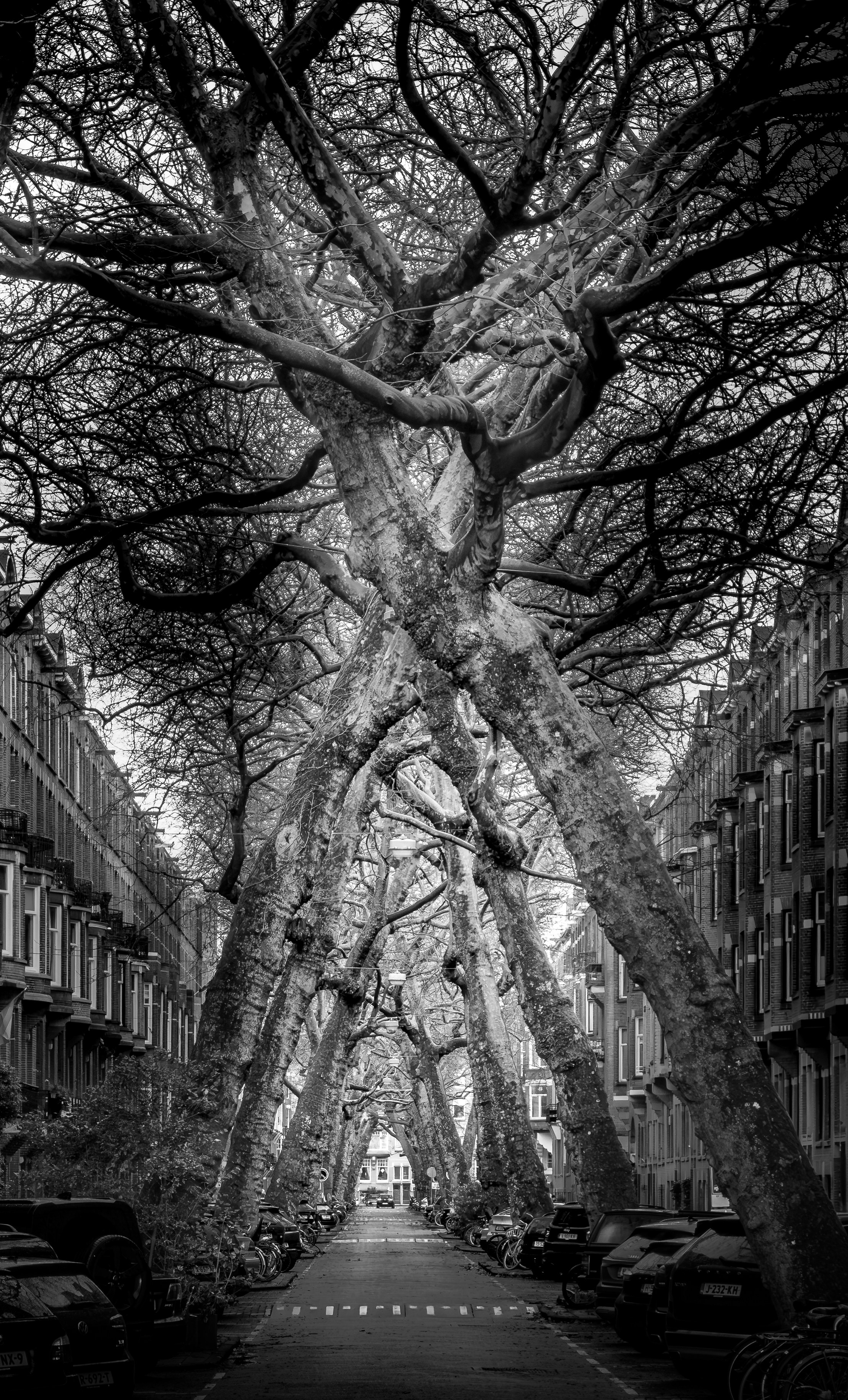 Canopy Arches: A Monochrome Street Between Living Giants