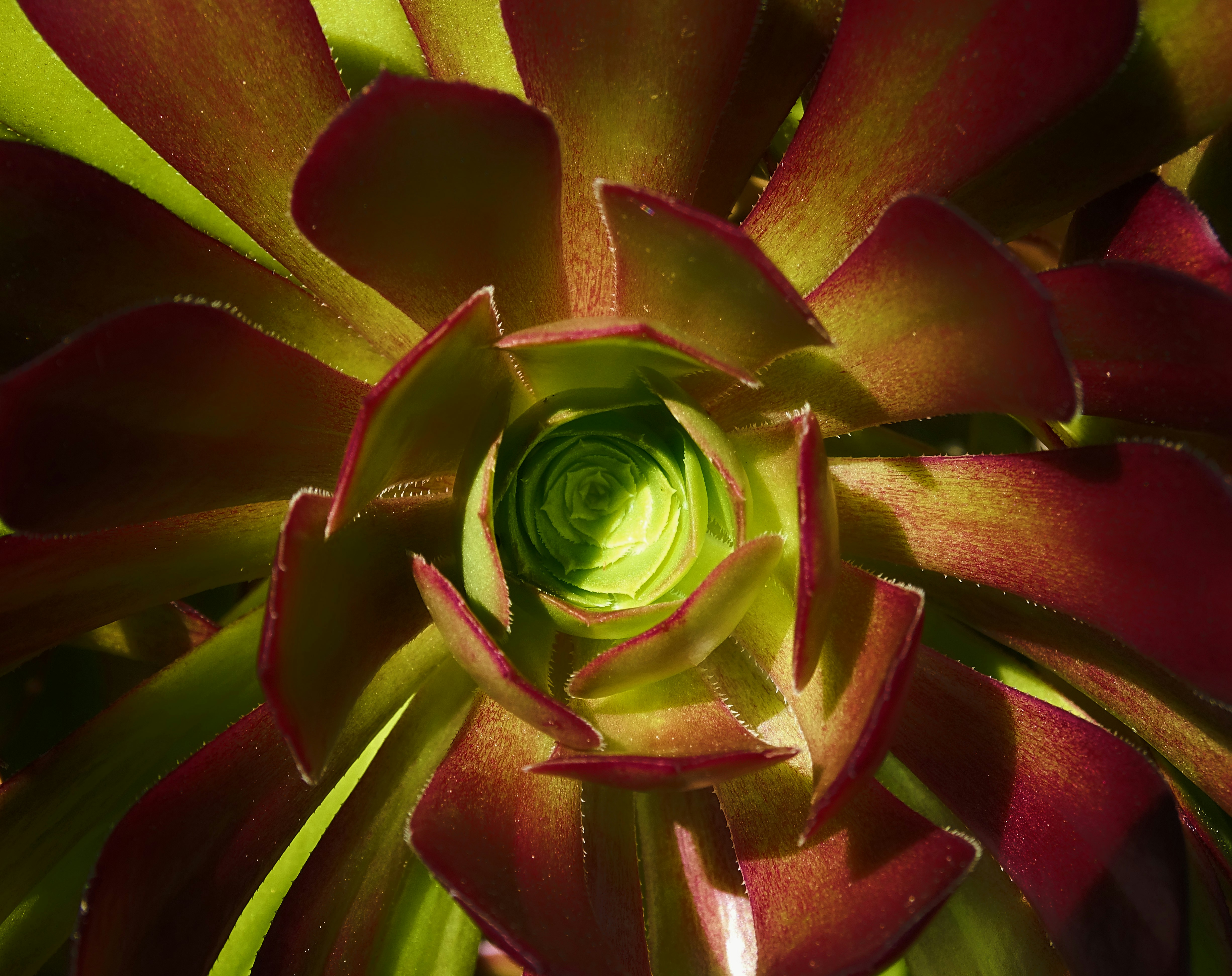 Close-up of red and green succulent leaves forming a spiral pattern.