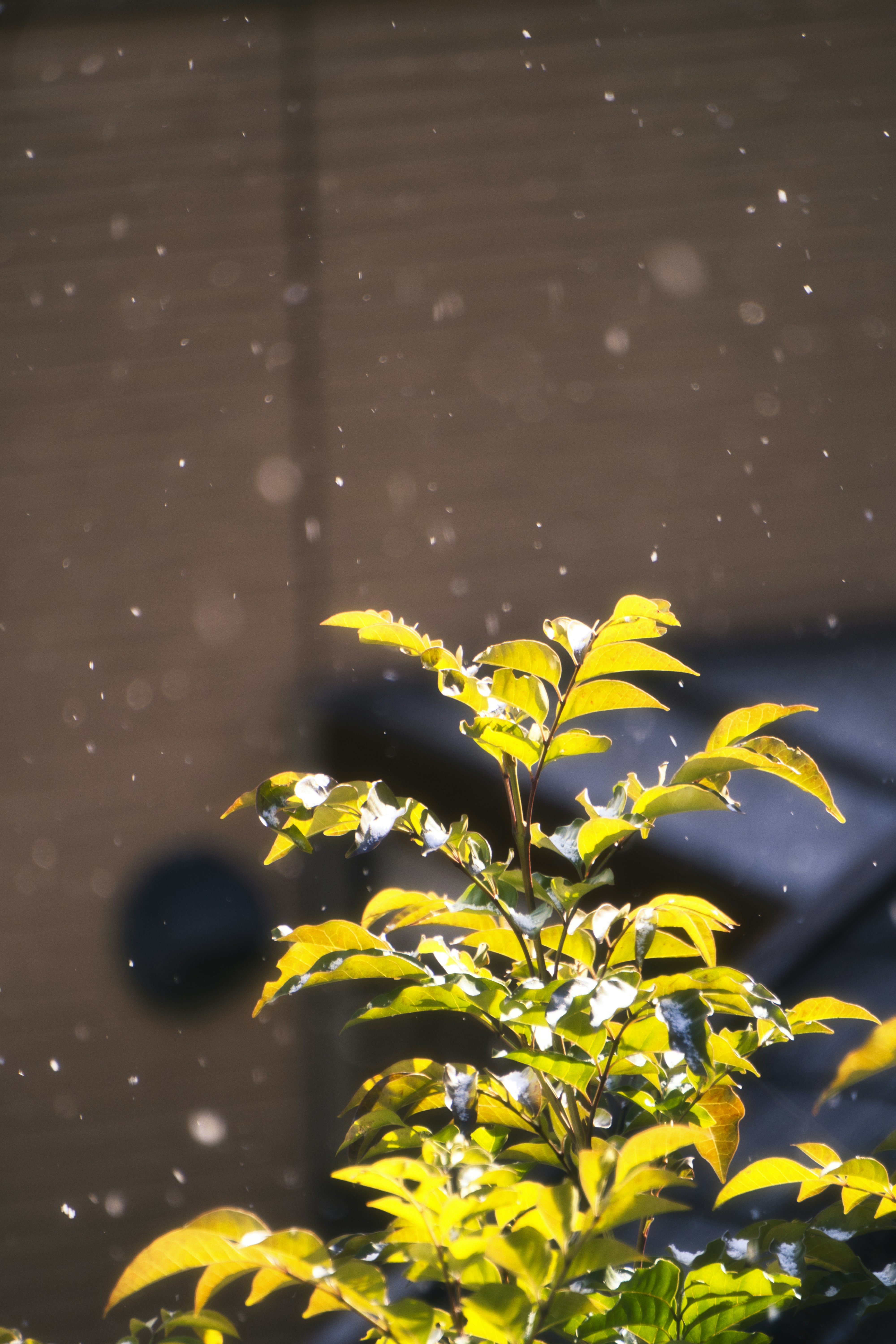 Sunlit Golden Shoots Braving a Snowfall