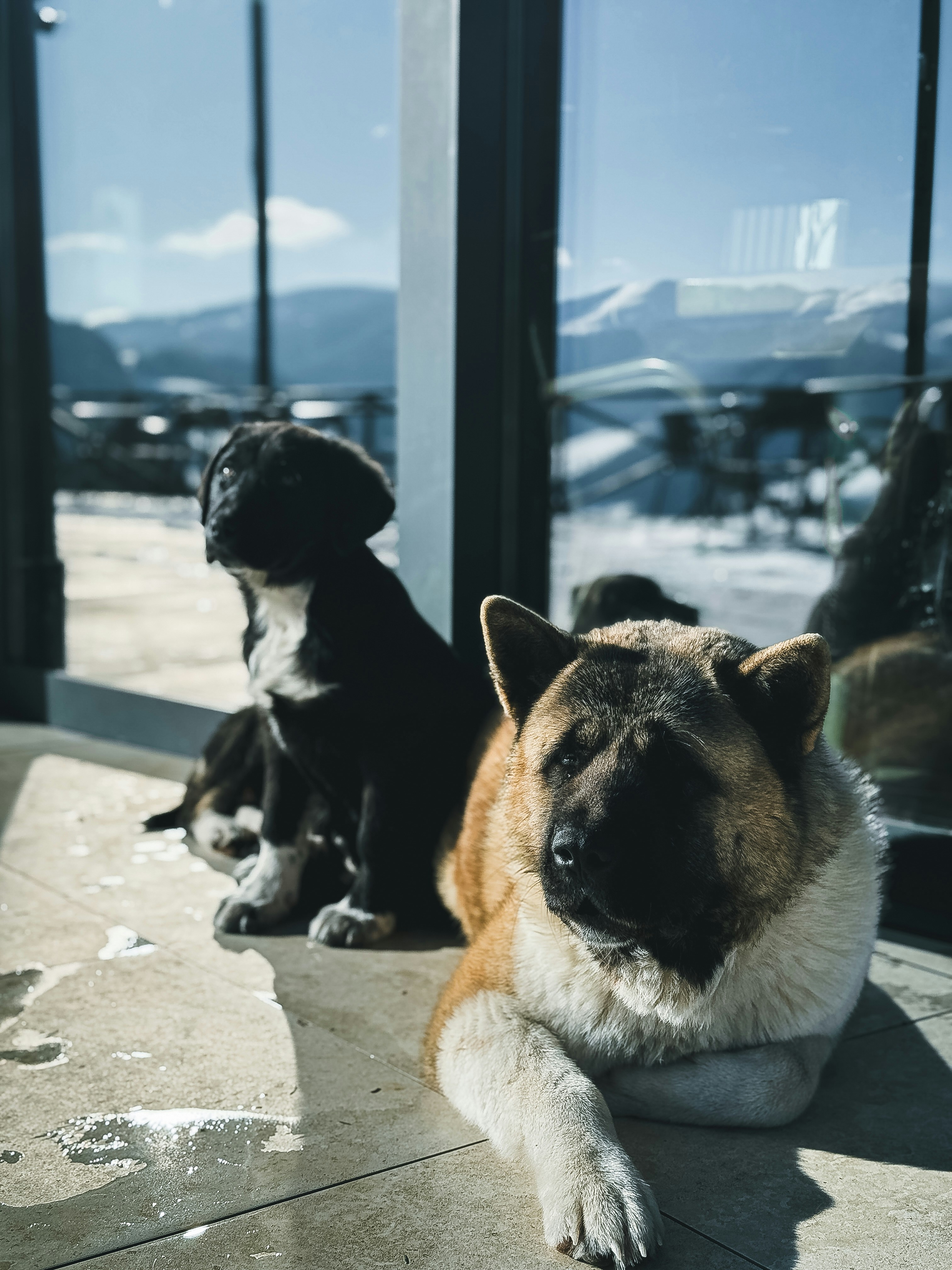 Sunlit Akita by the Glass Door: Terrace Watcher