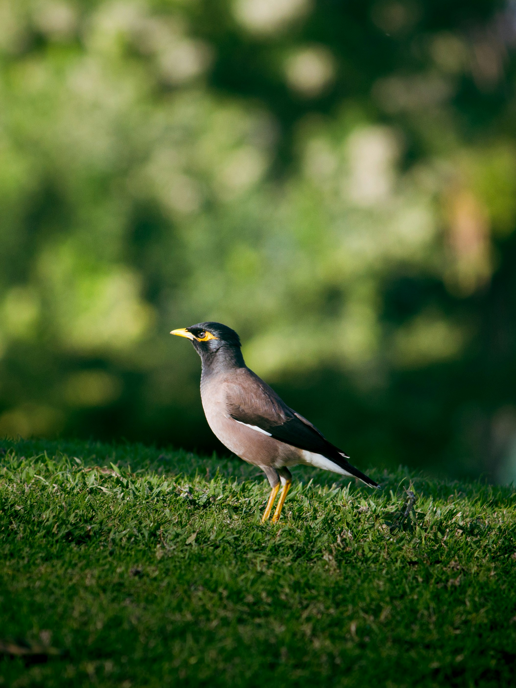 Parkland Sentinel: A Common Myna in Afternoon Light