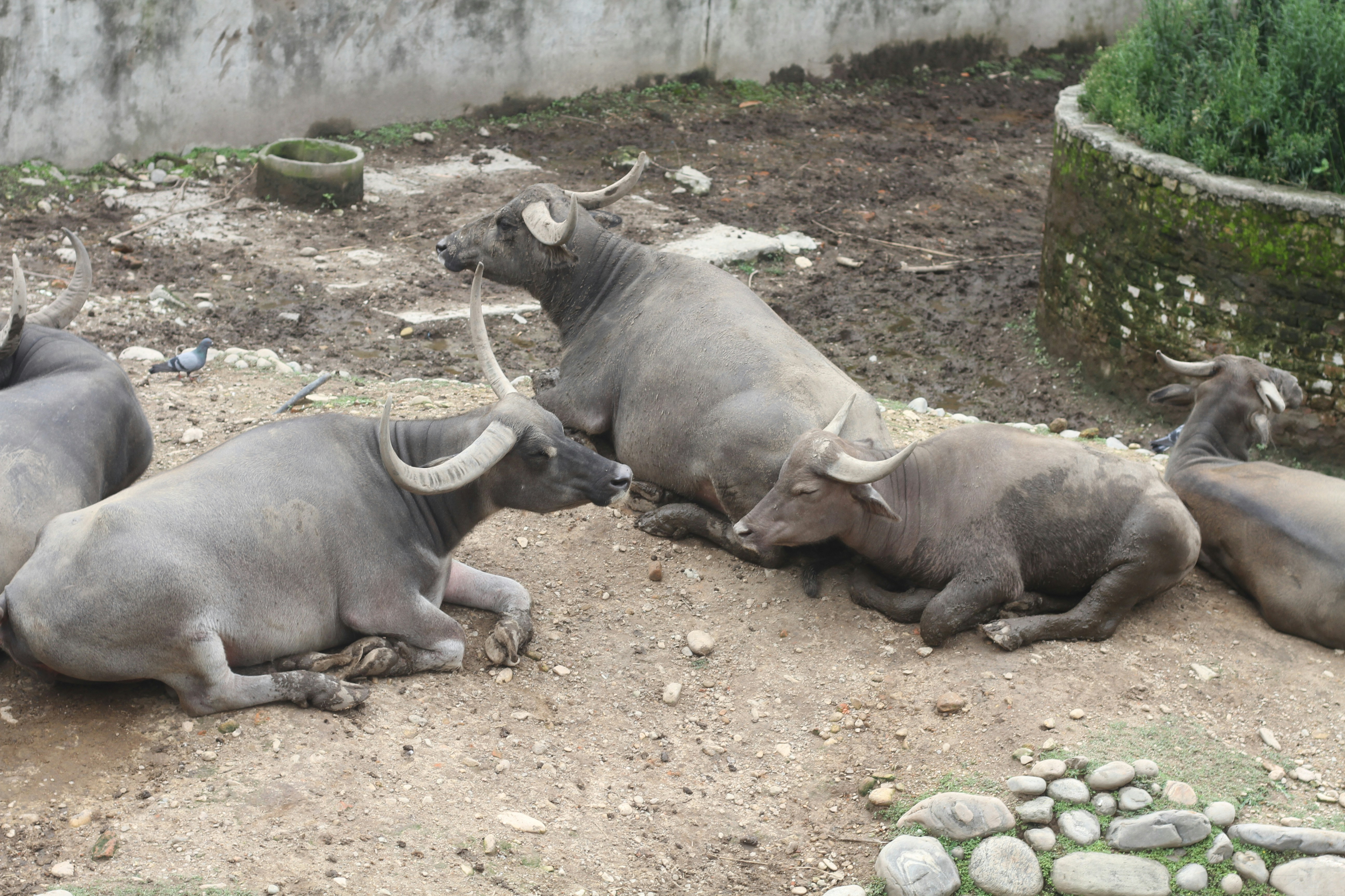 Buffaloes lounging on a dirt patch within a zoo enclosure.