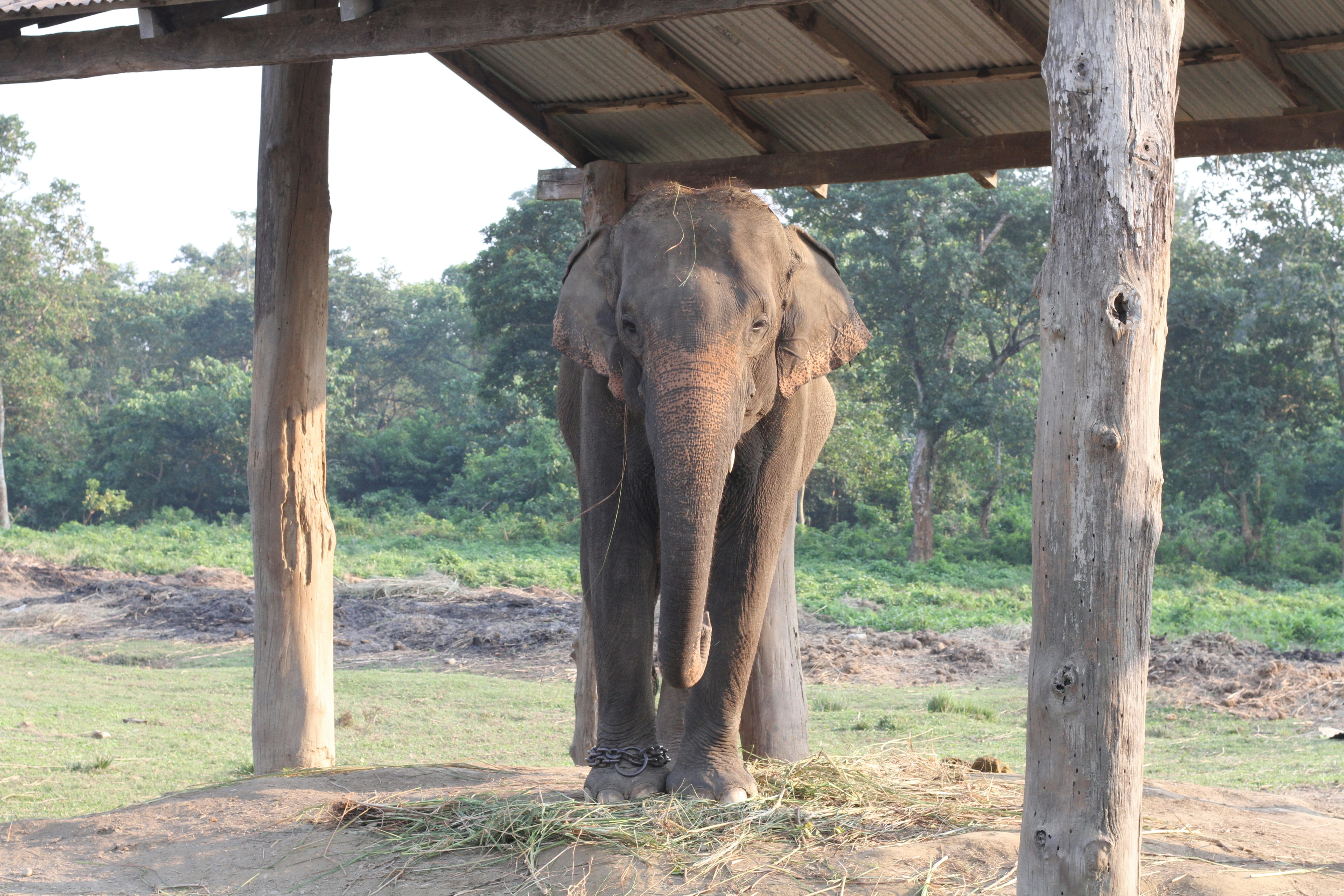 An elephant is standing under a wooden structure photo – Free Chitwan ...