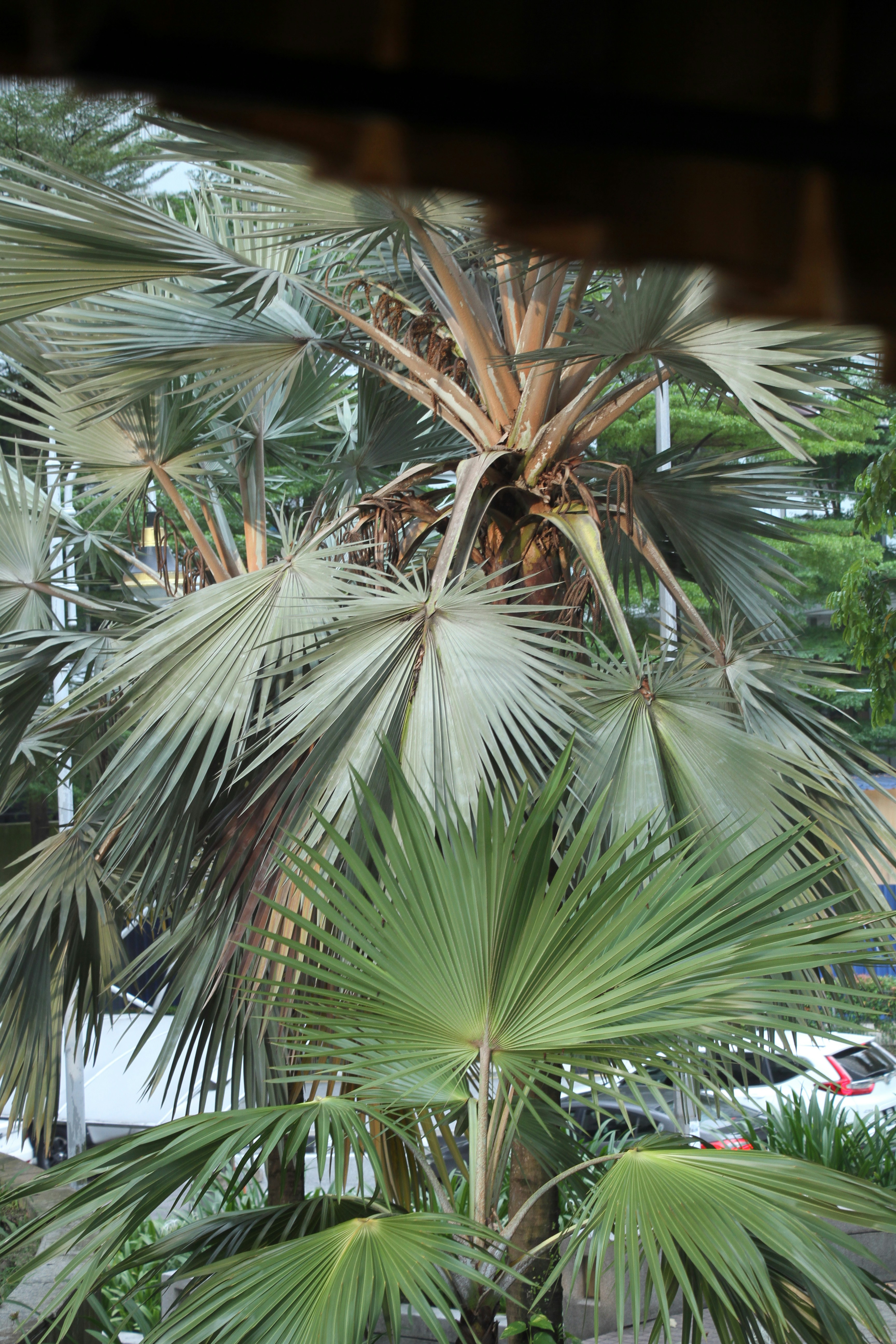 Picture taken in Malaysia during a Educational Trip.