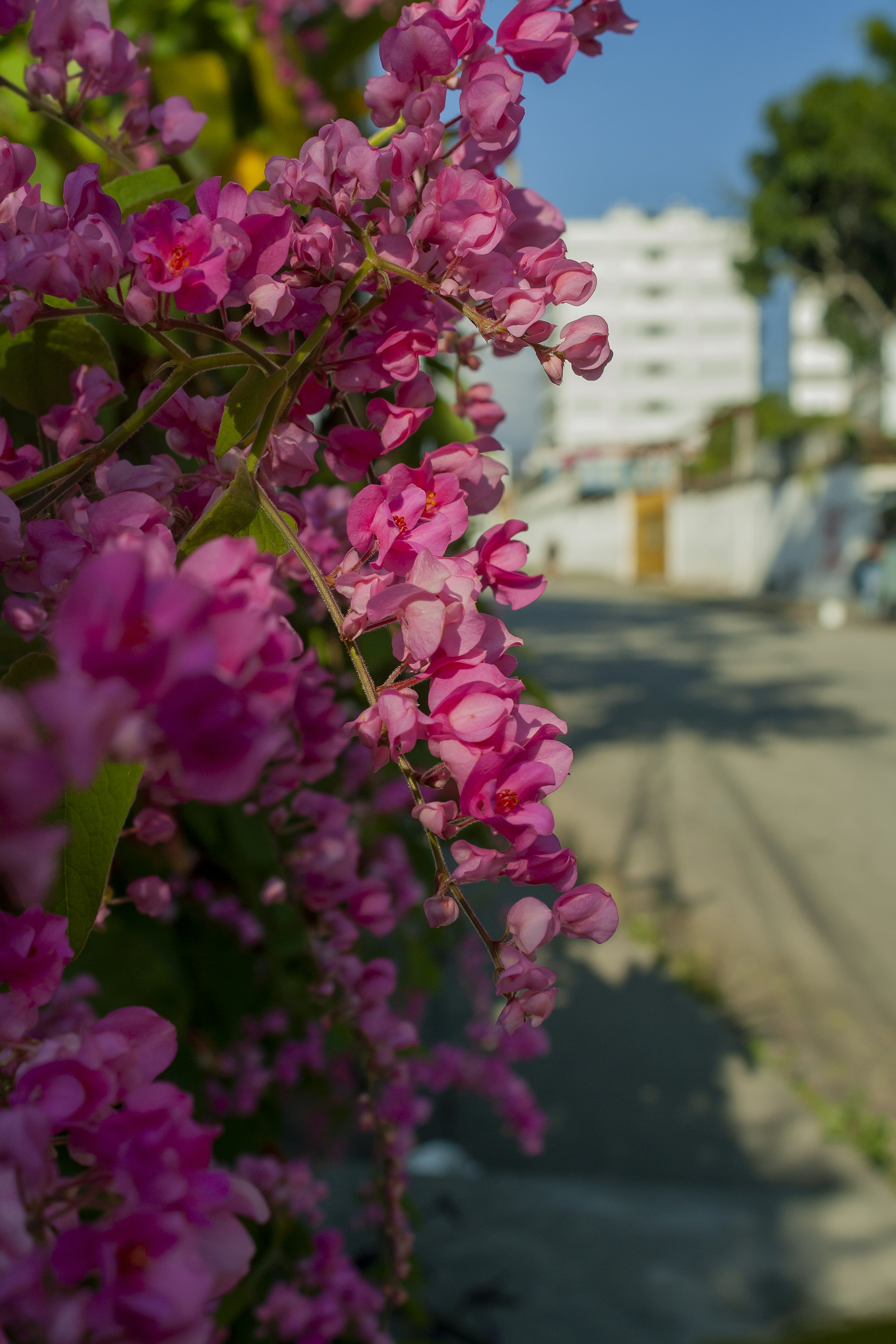 Bougainvillea at the City Edge: Sharp Petals, Soft Urban Blur