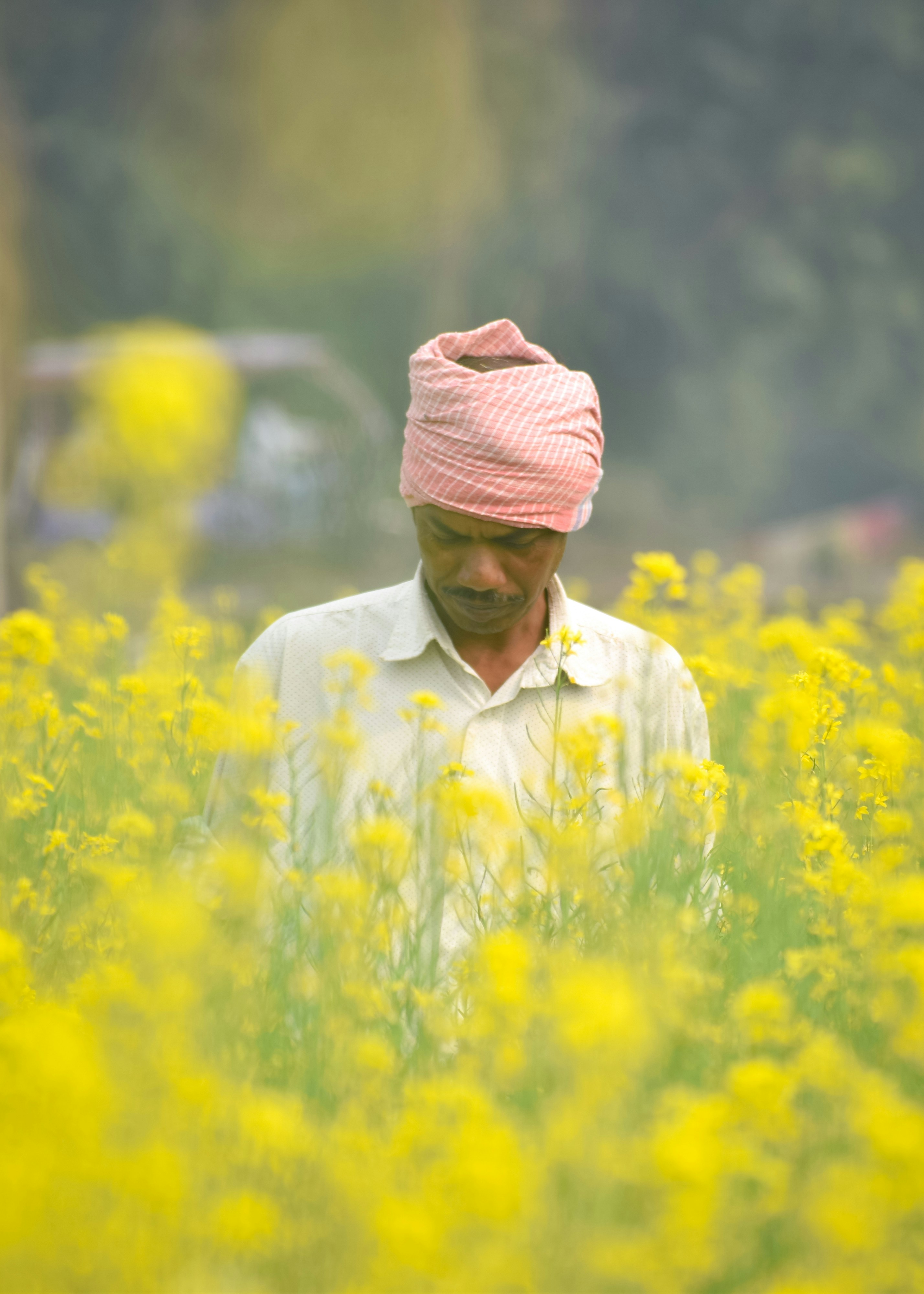 Pink Turban in a Sea of Gold: A Quiet Moment in the Canola Field