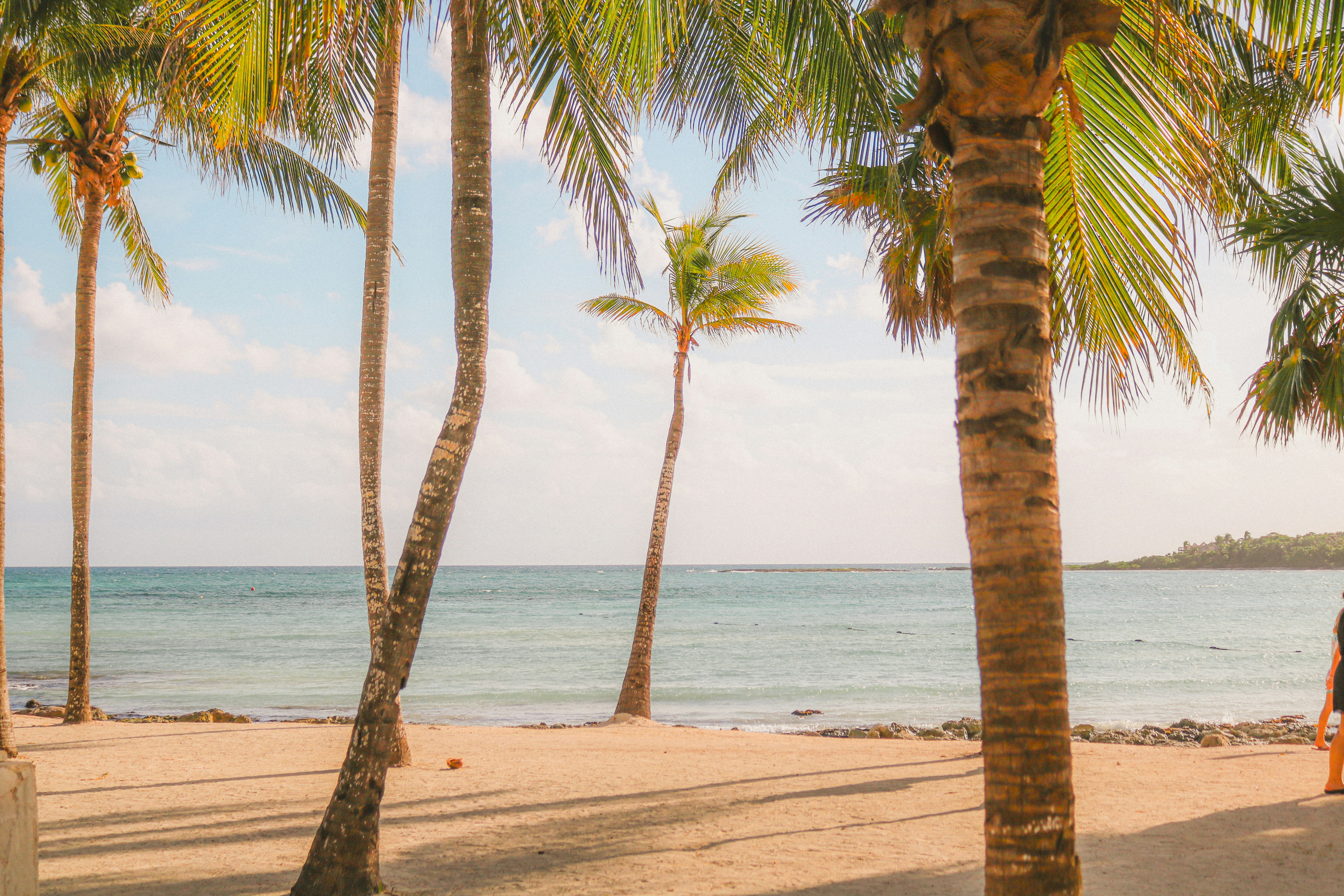 Palm trees line a sandy beach with a calm ocean in the background.