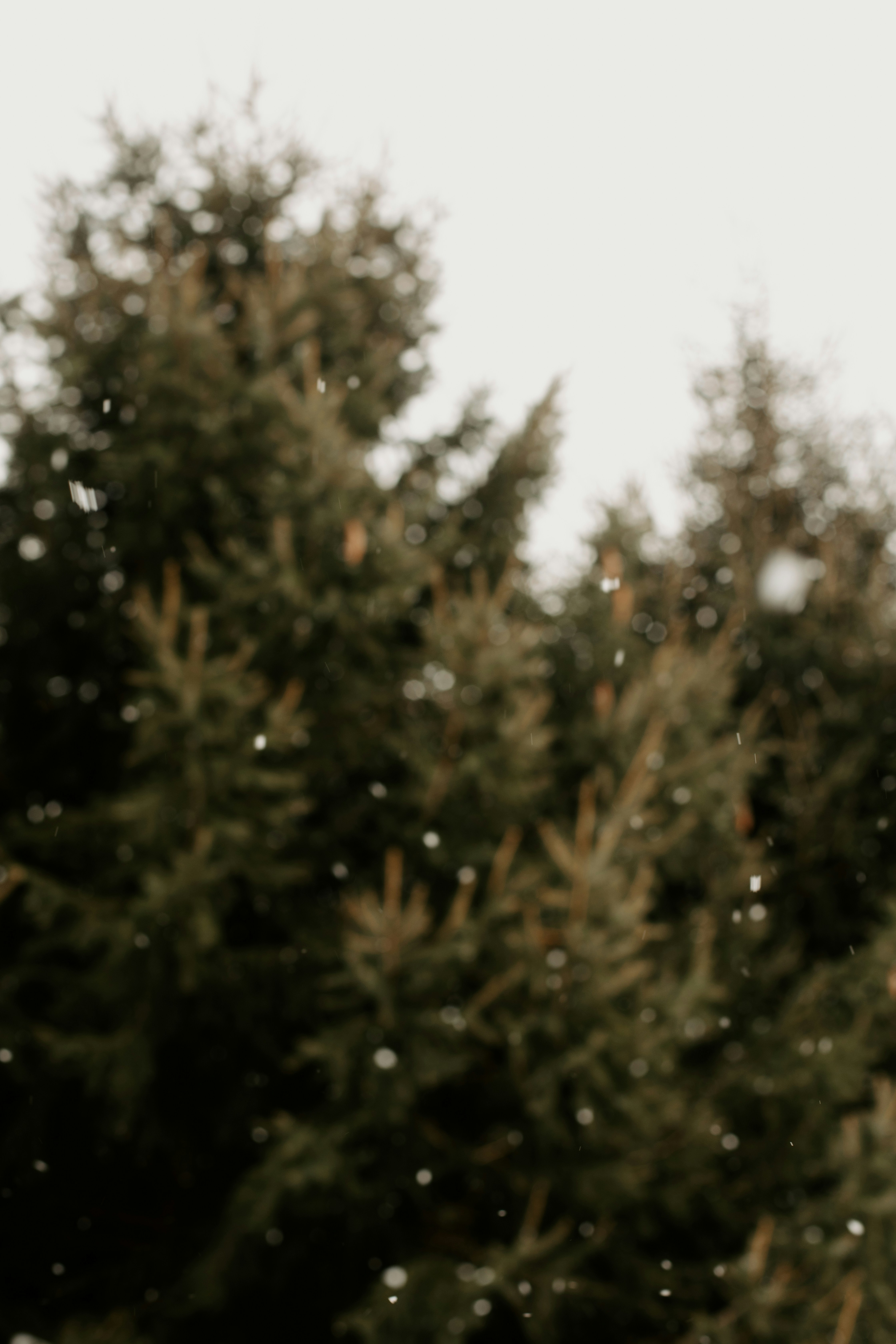 Gentle snowflakes drift through a dense evergreen backdrop, creating a serene winter atmosphere.