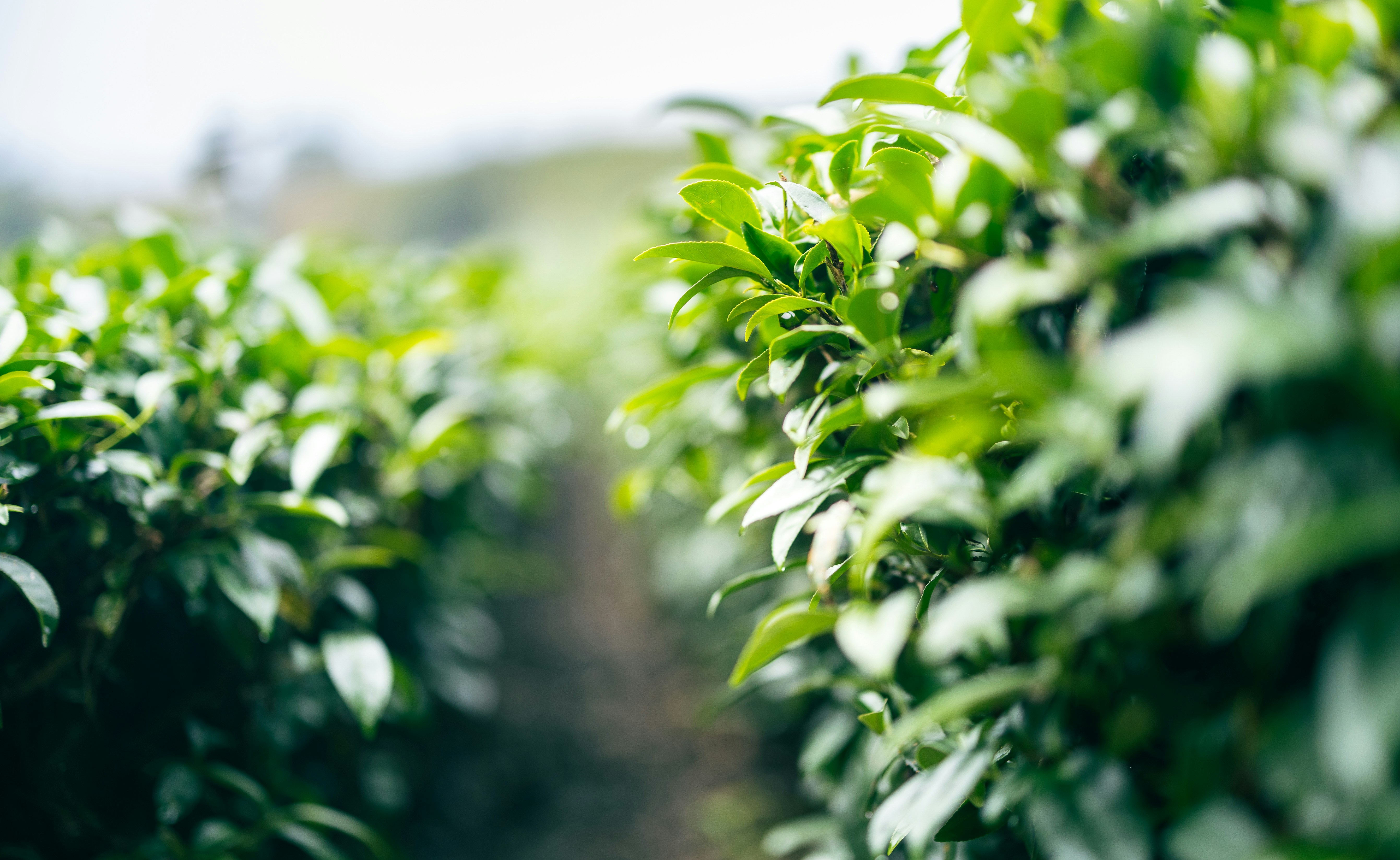 A row of green bushes in a field photo – Free Alishan Image on Unsplash