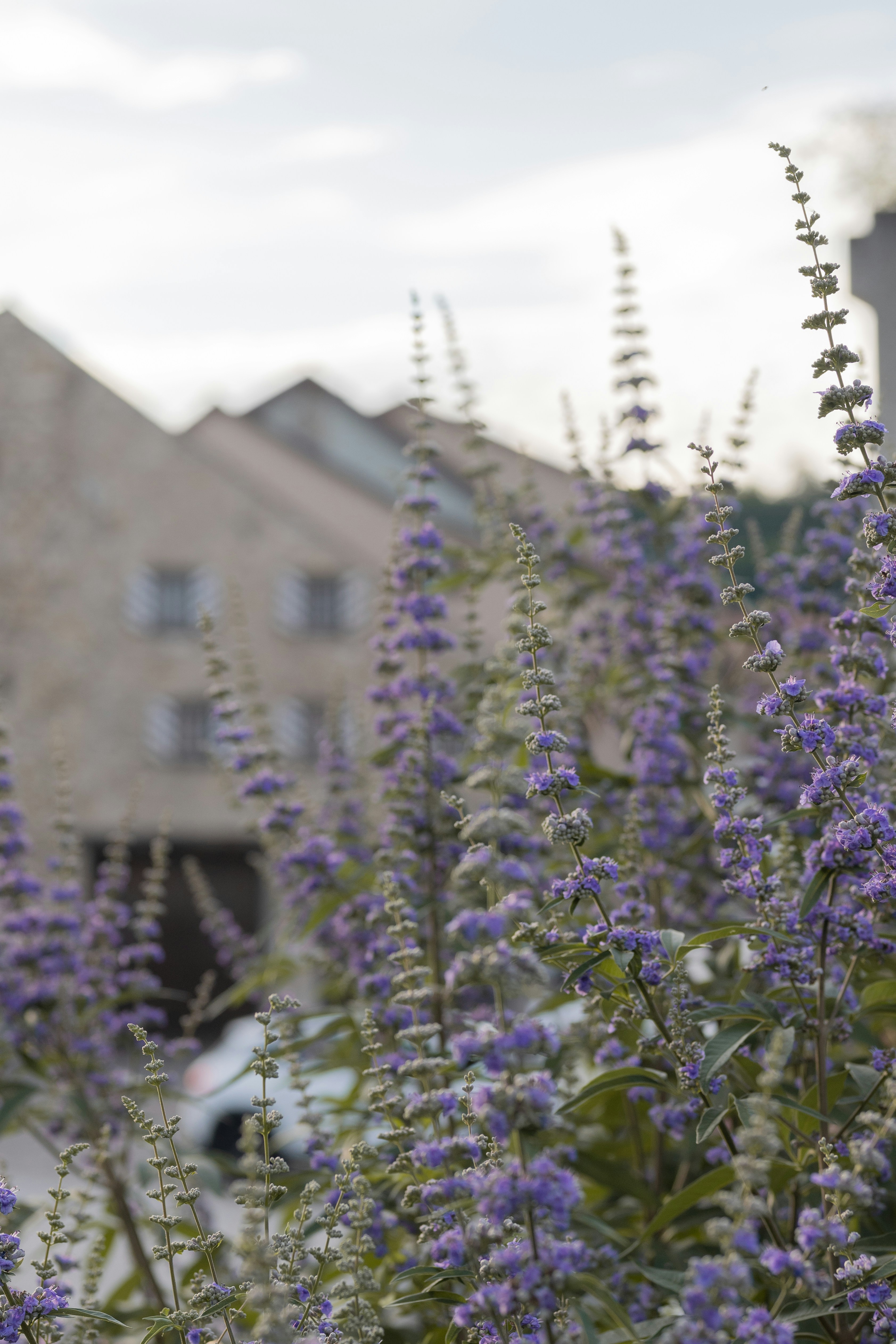 A field of purple flowers in front of a building