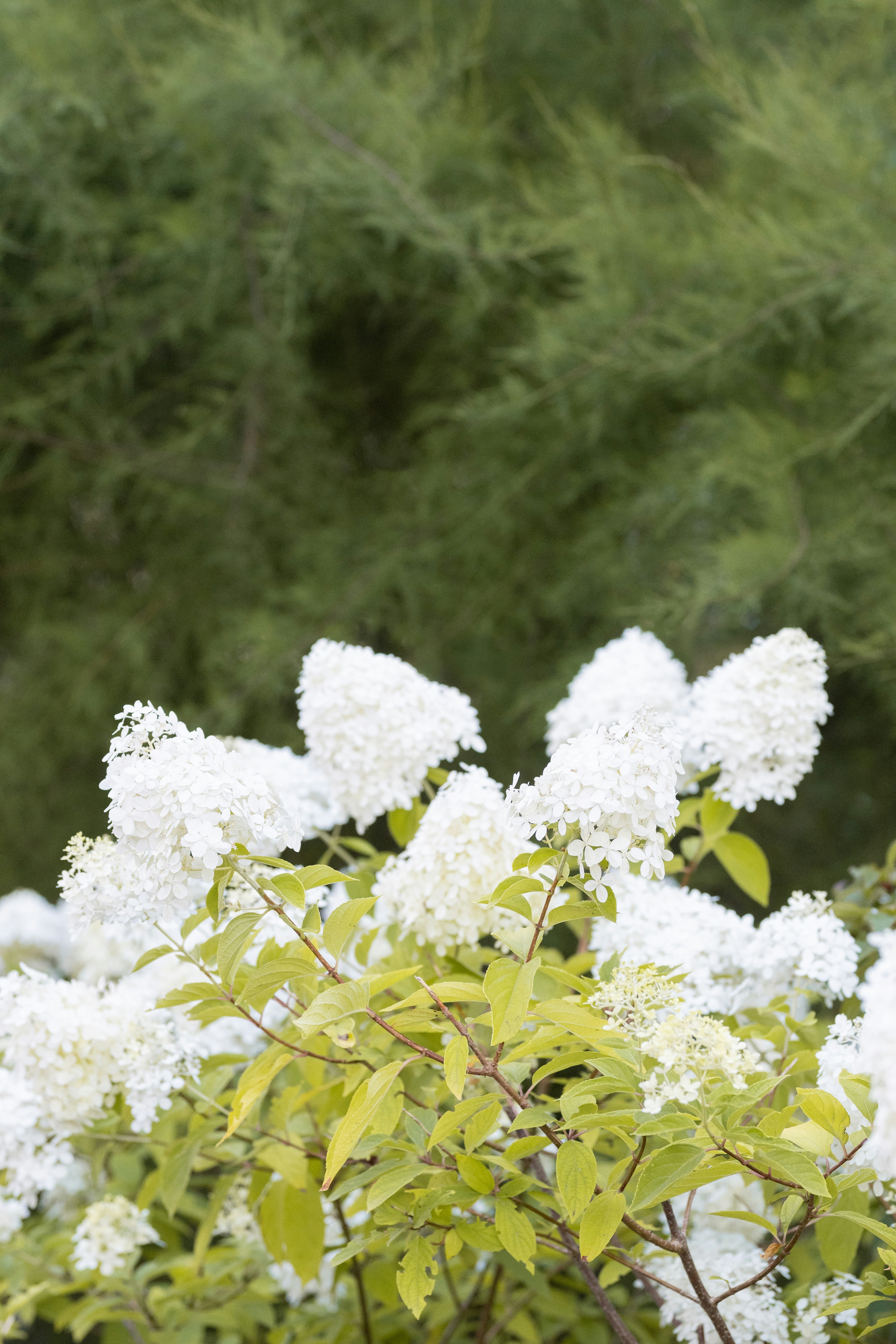 Whispered White Hydrangea: Snowy Clusters Against a Velvet Green Backdrop