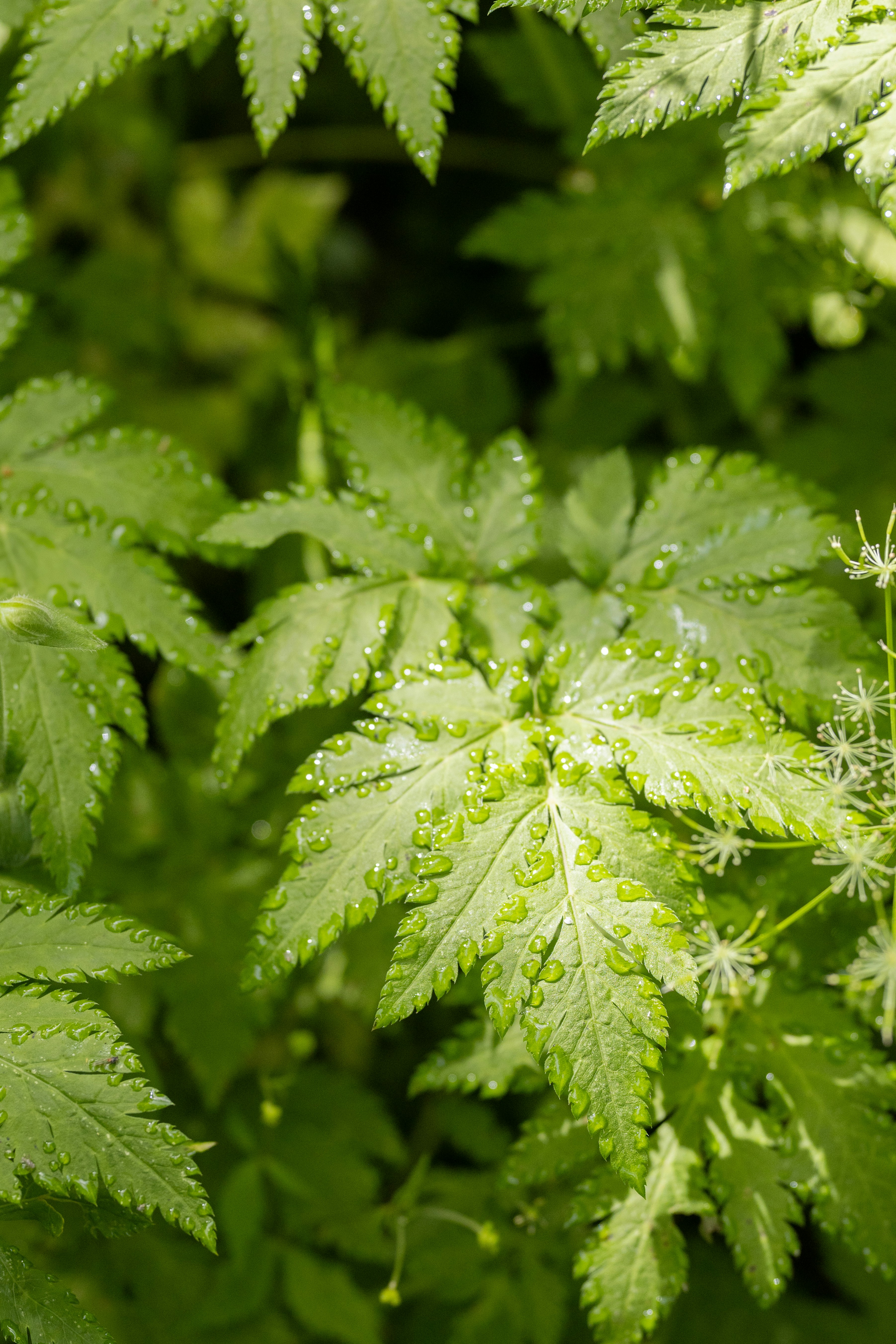 Photo by Melanie Weidmann with Nikon Z50