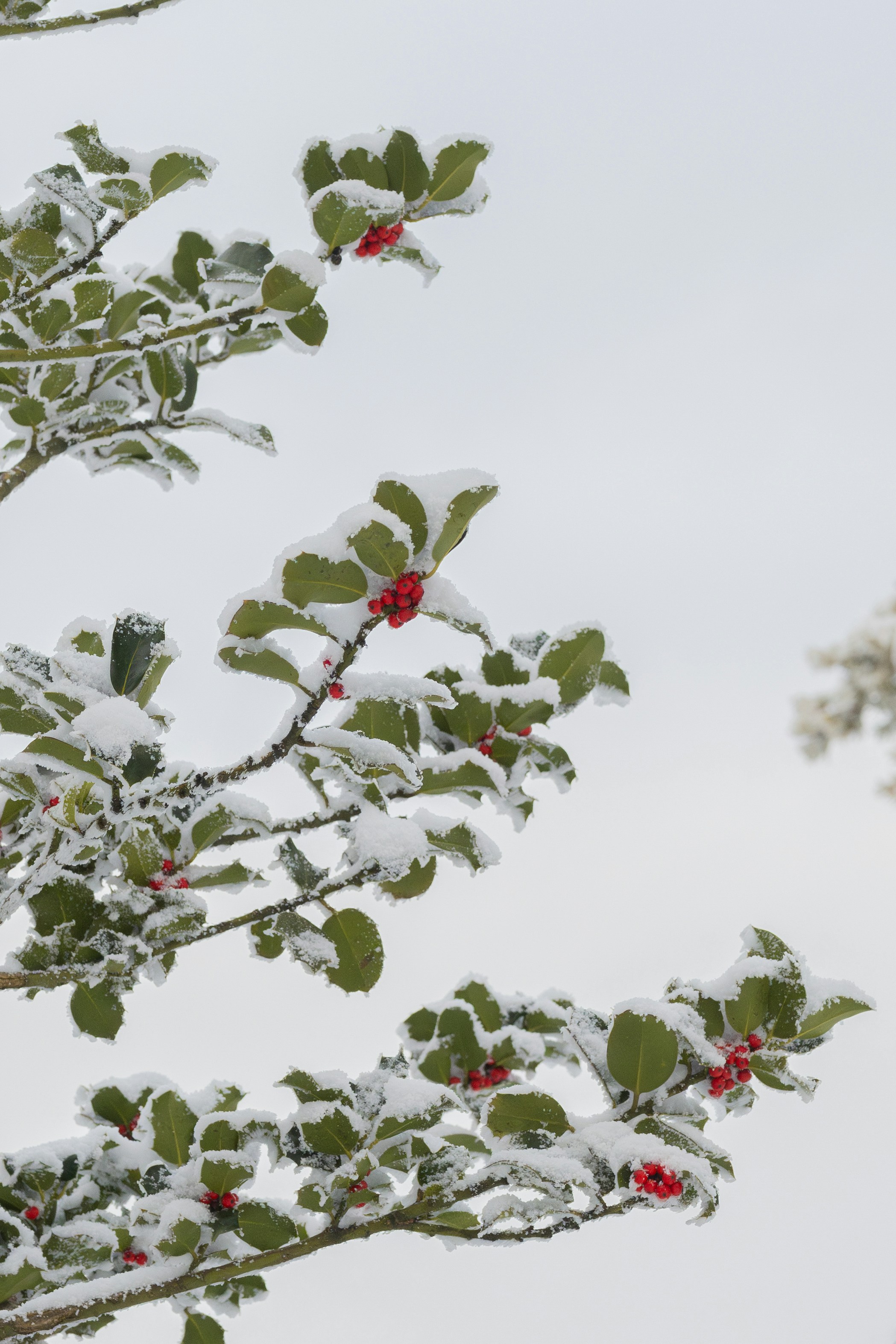 Red Berries Framing Snow-Dusted Holly Against a Pale Winter Sky