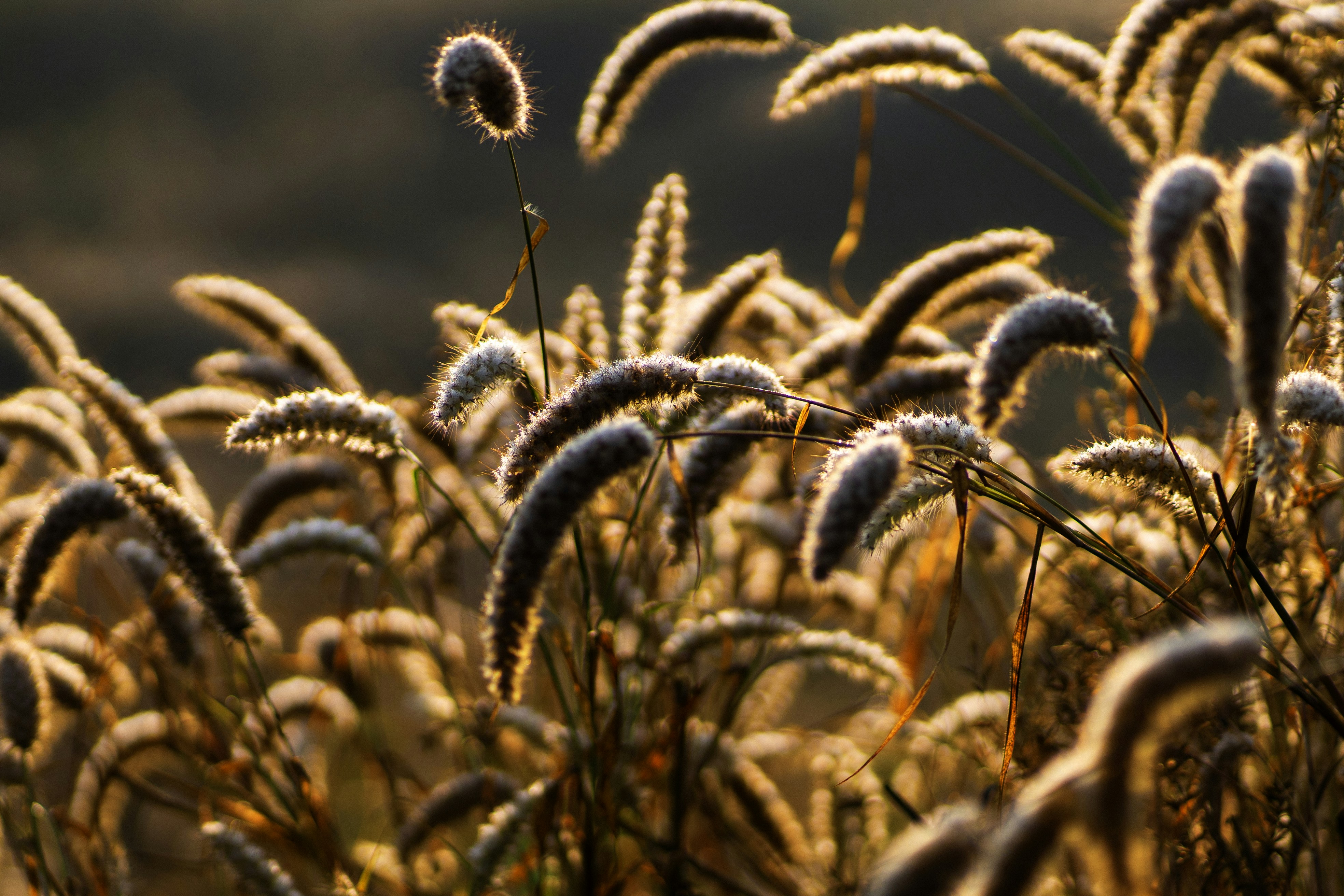 Sunlit wild grasses sway gently, their golden tips glowing against a softly blurred background.