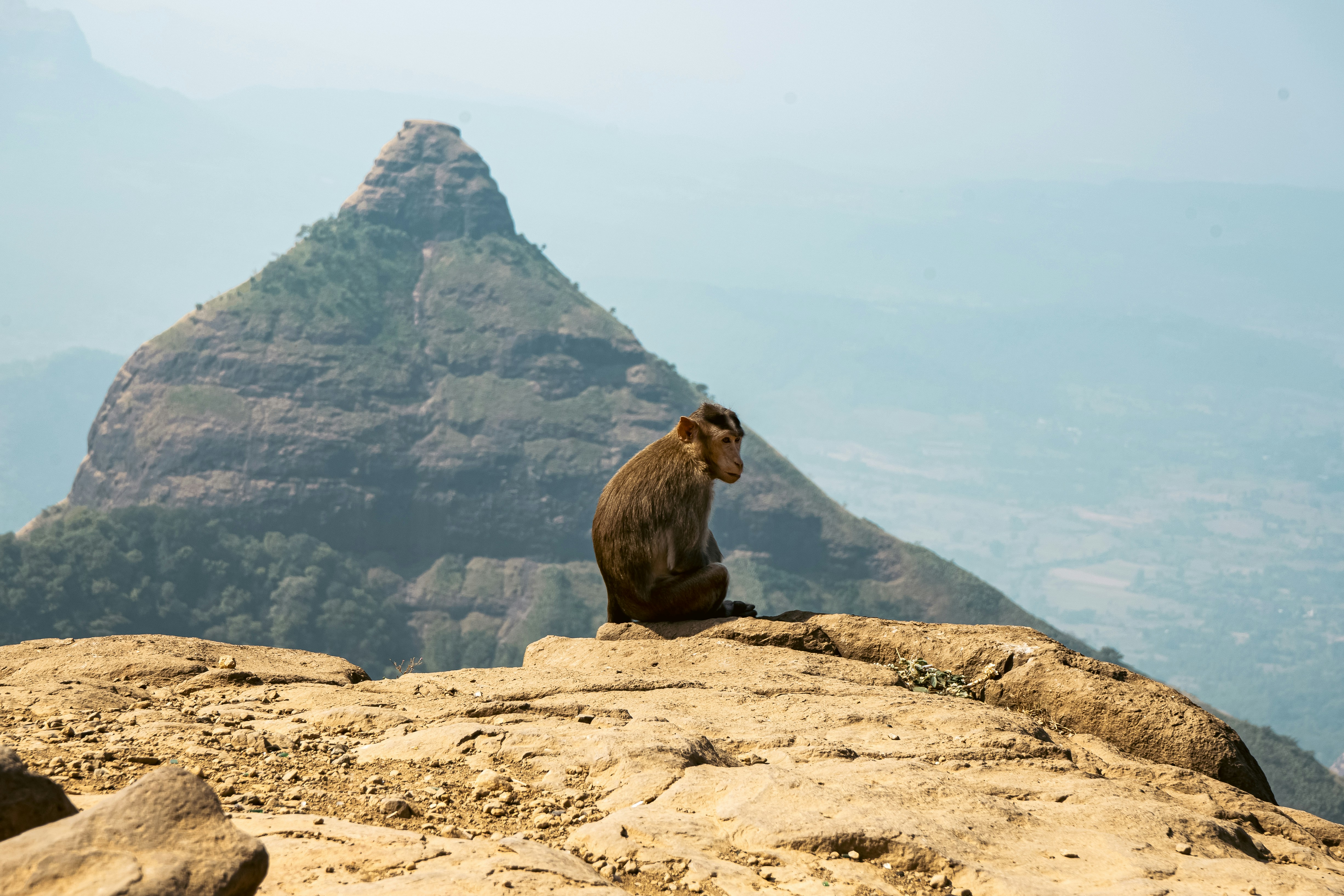 Solitary macaque on a wind-sculpted cliff with distant peak in haze