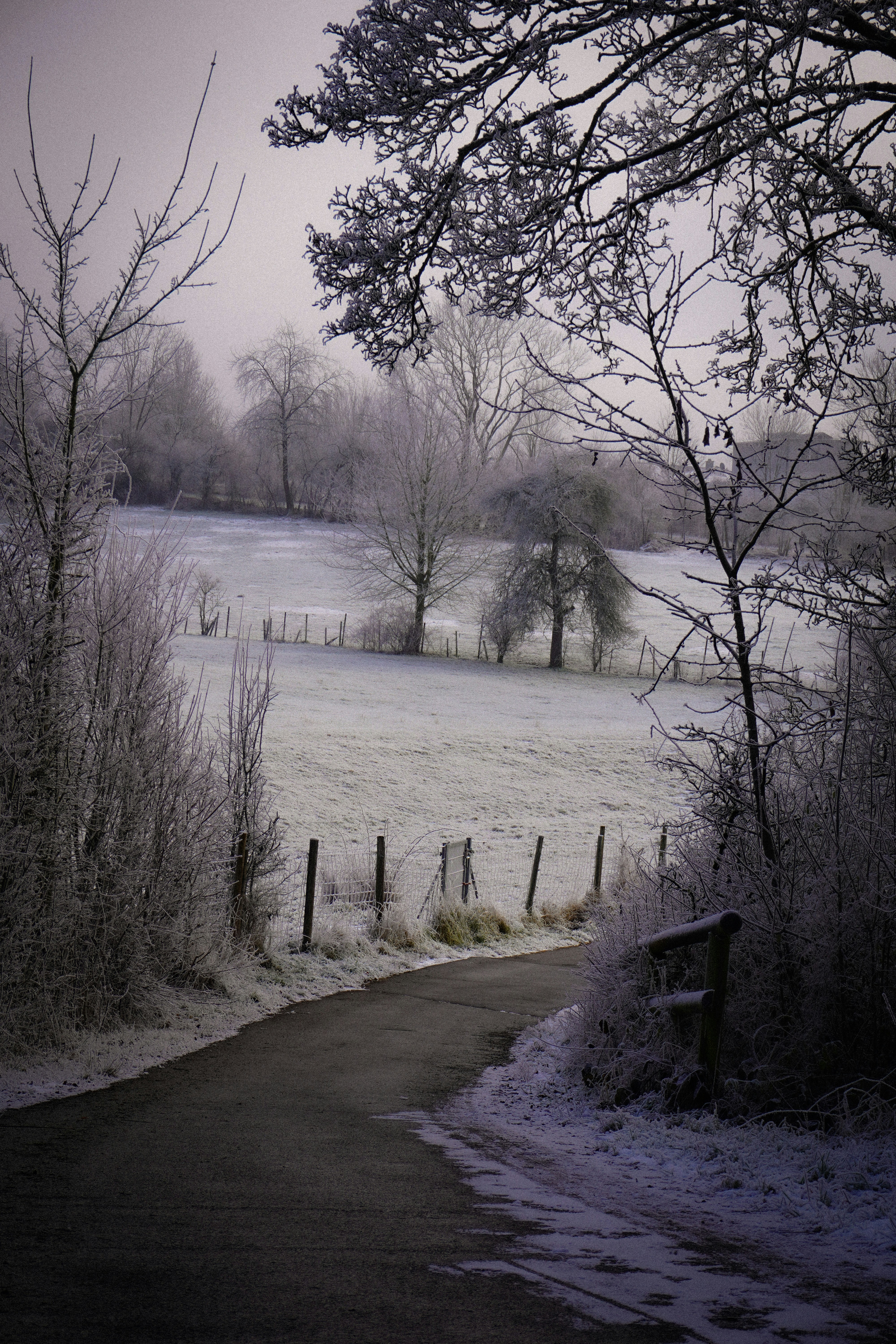Frosted Pathway Toward a Quiet Winter Field