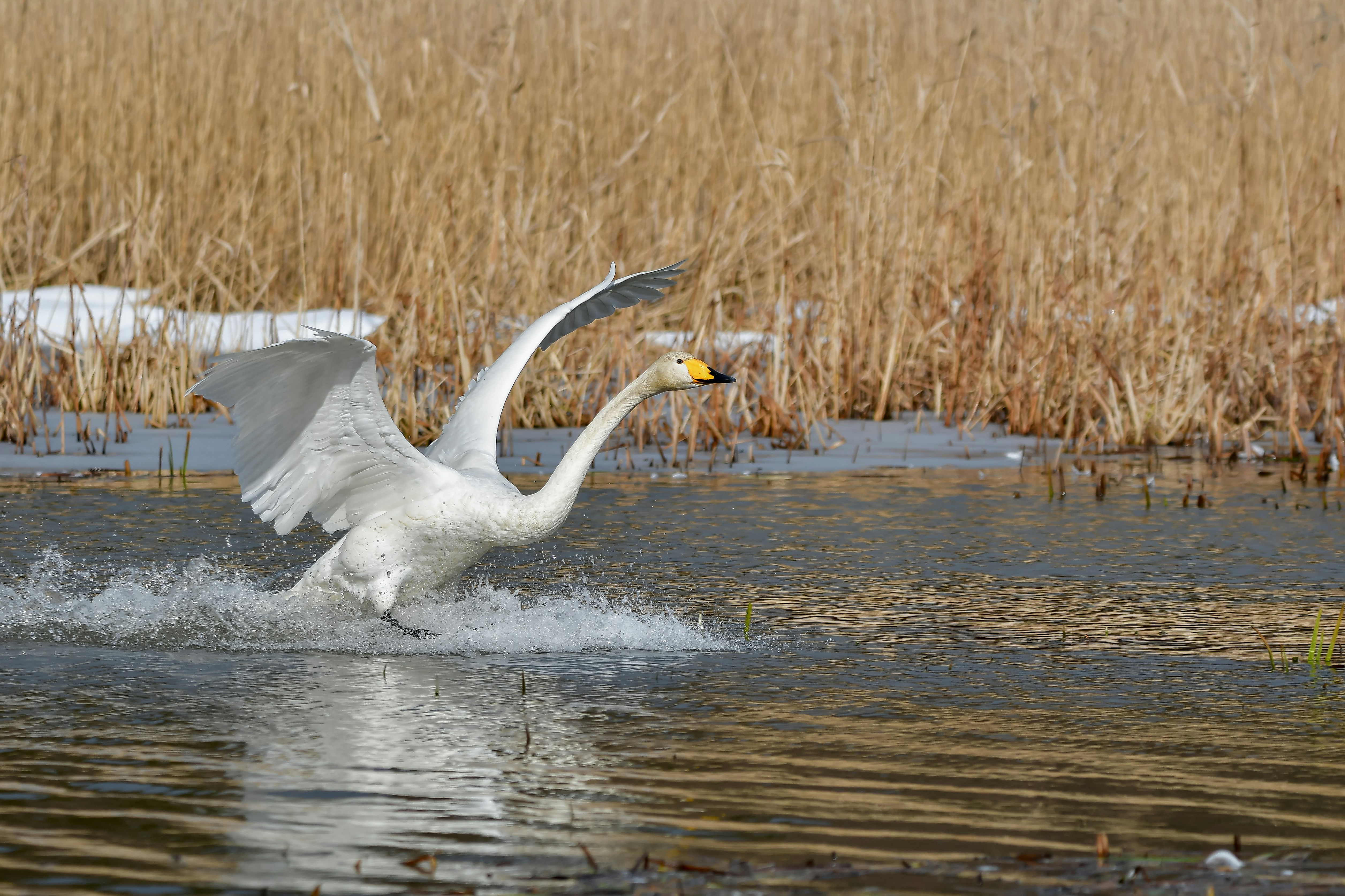 A large white bird flying over a body of water photo – Free Japan Image ...