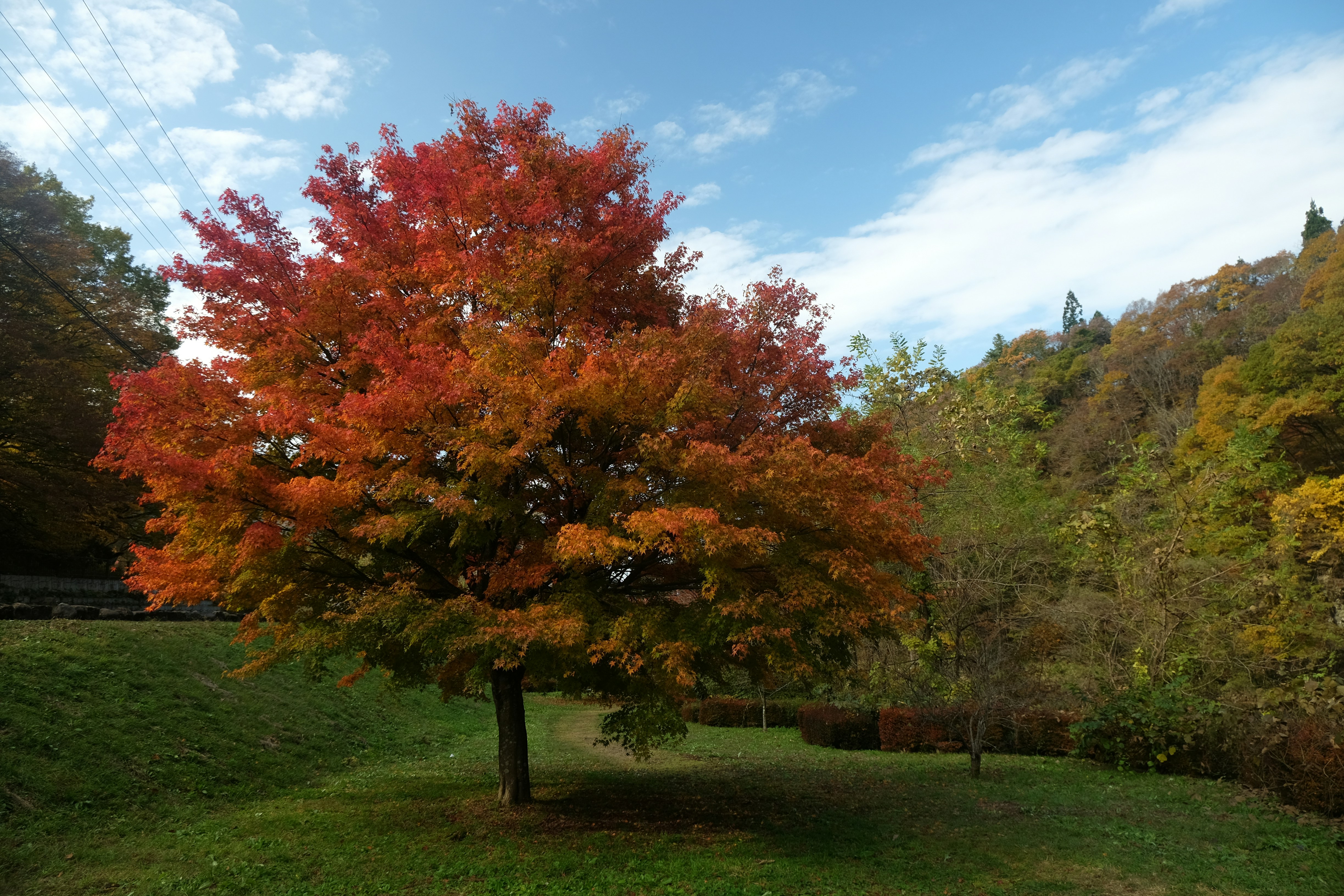 Crimson Canopy at the Park's Edge