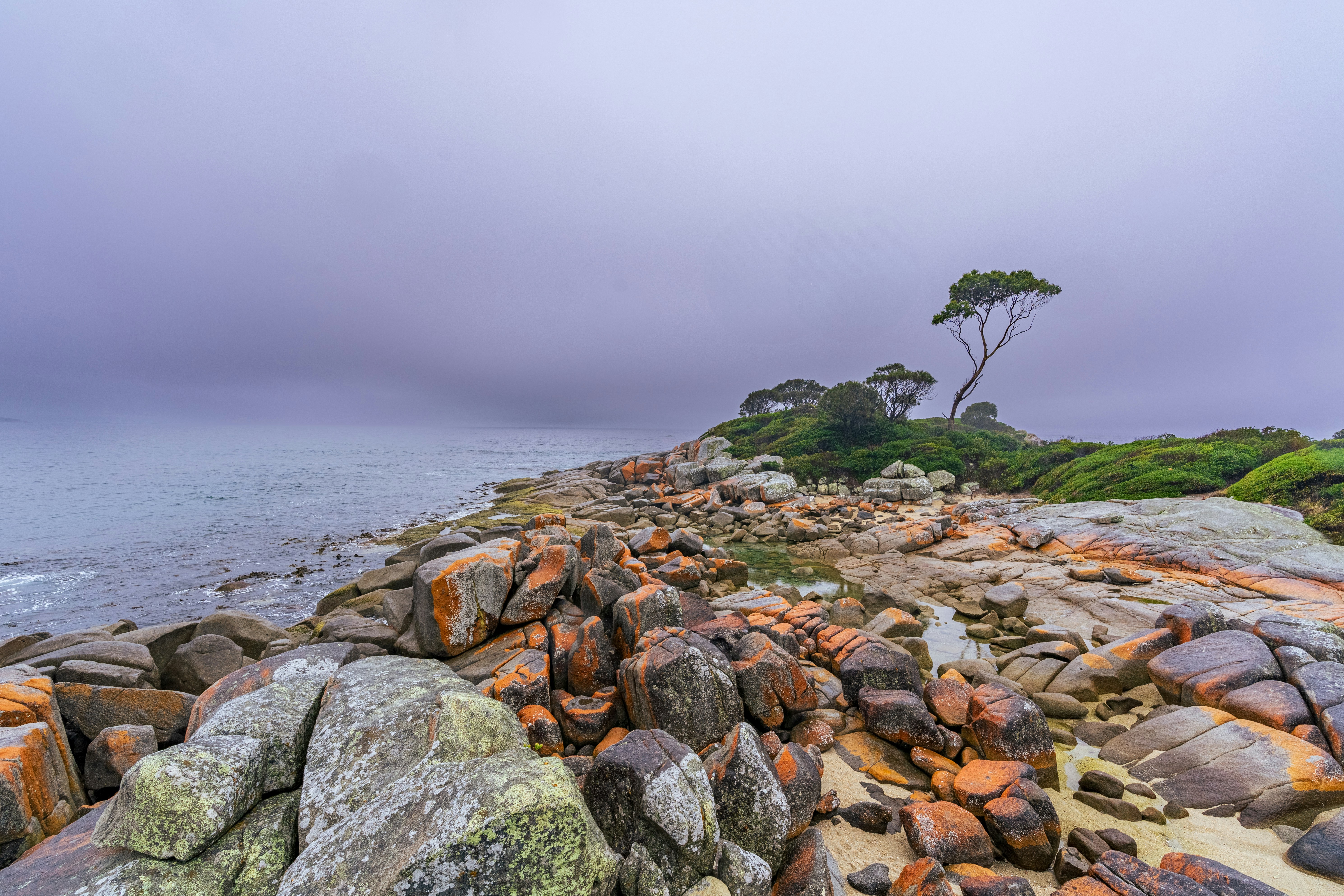 Lone Tree on a Veined Coastal Promontory Beneath a Dusky Violet Sky