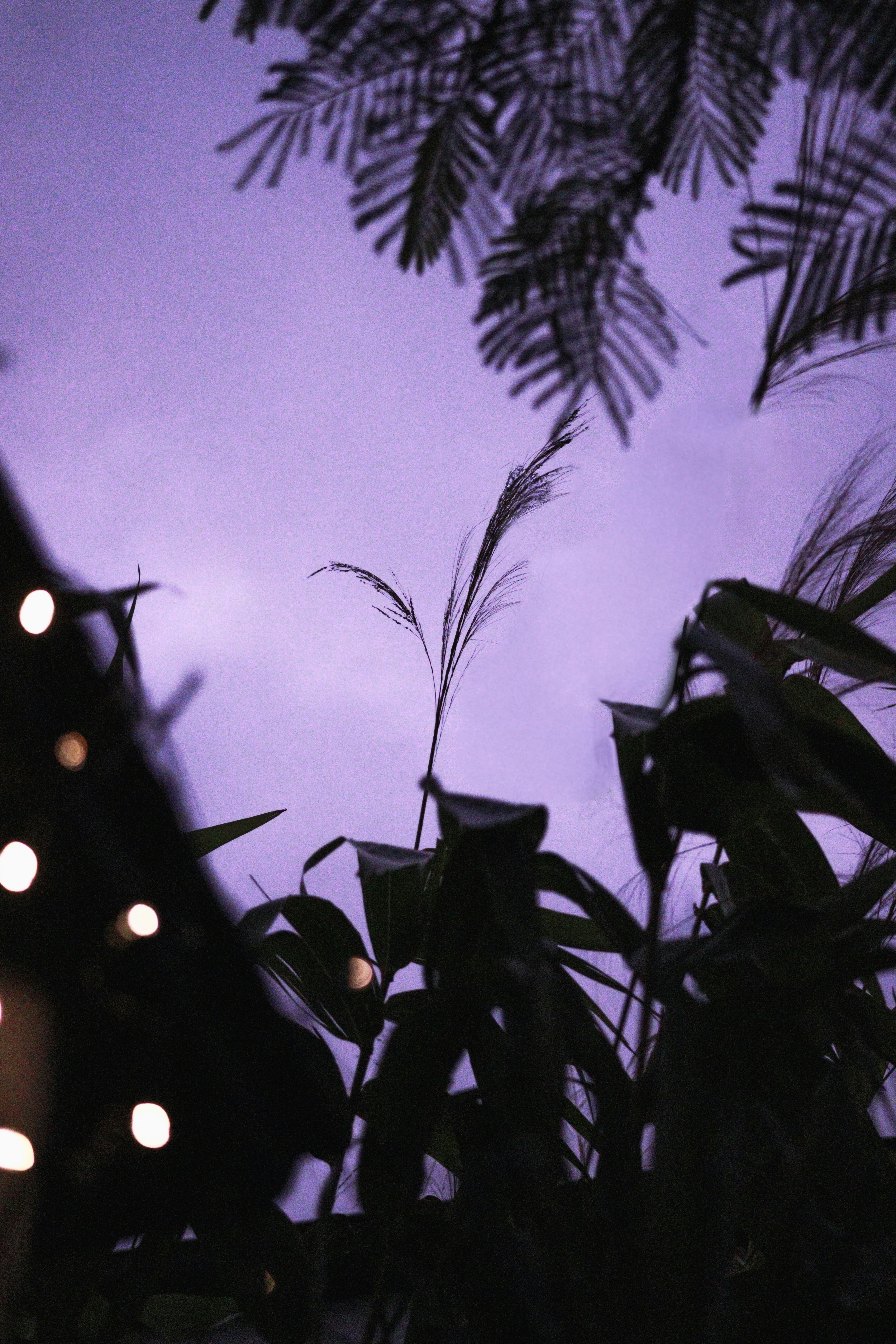Dusk Plume: A Delicate Grass Seedhead Reaches Into a Purple Twilight Between Garden Silhouettes
