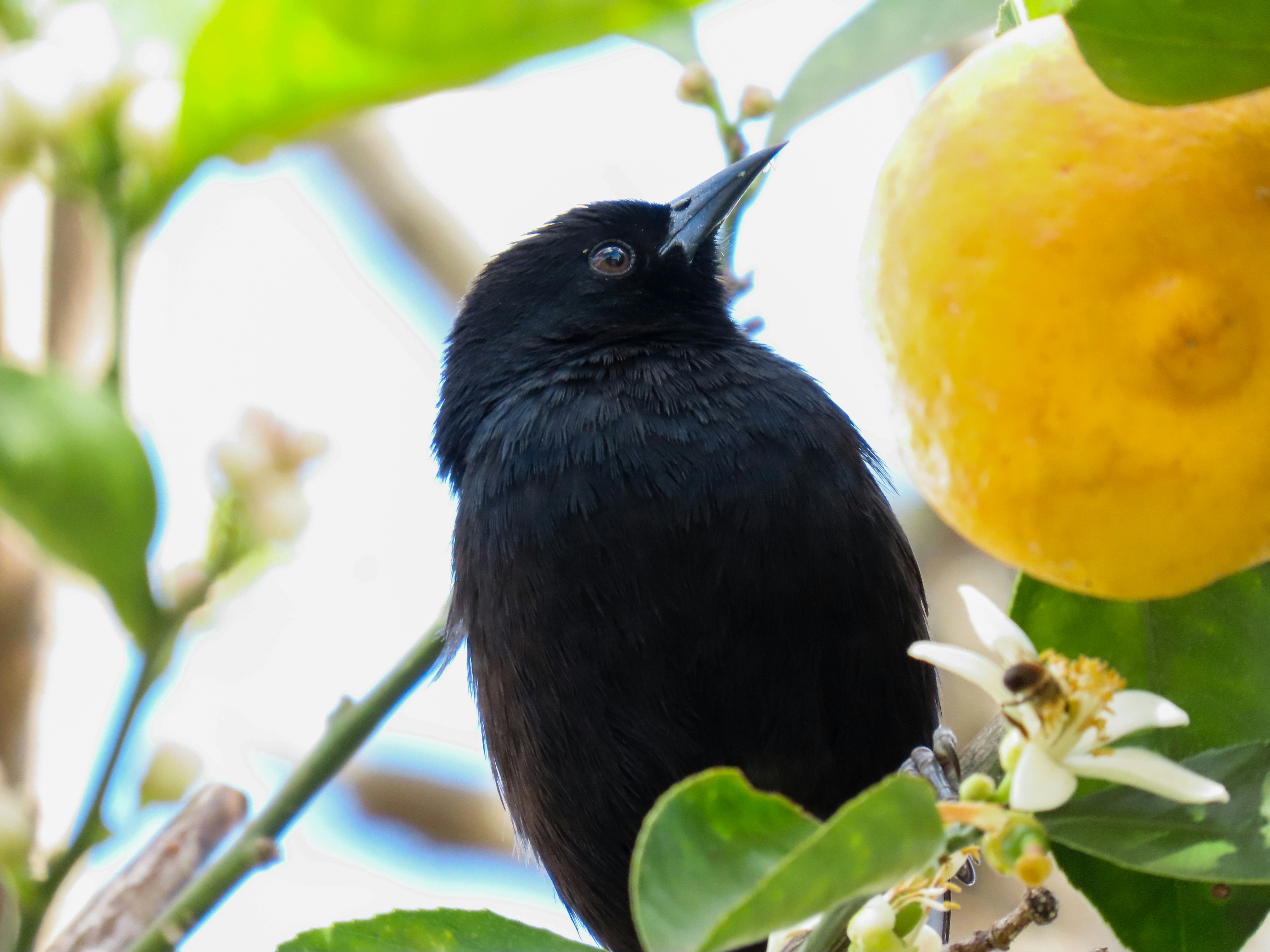 Blackbird in Citrus Light: A Sharp Moment on a Lemon Branch