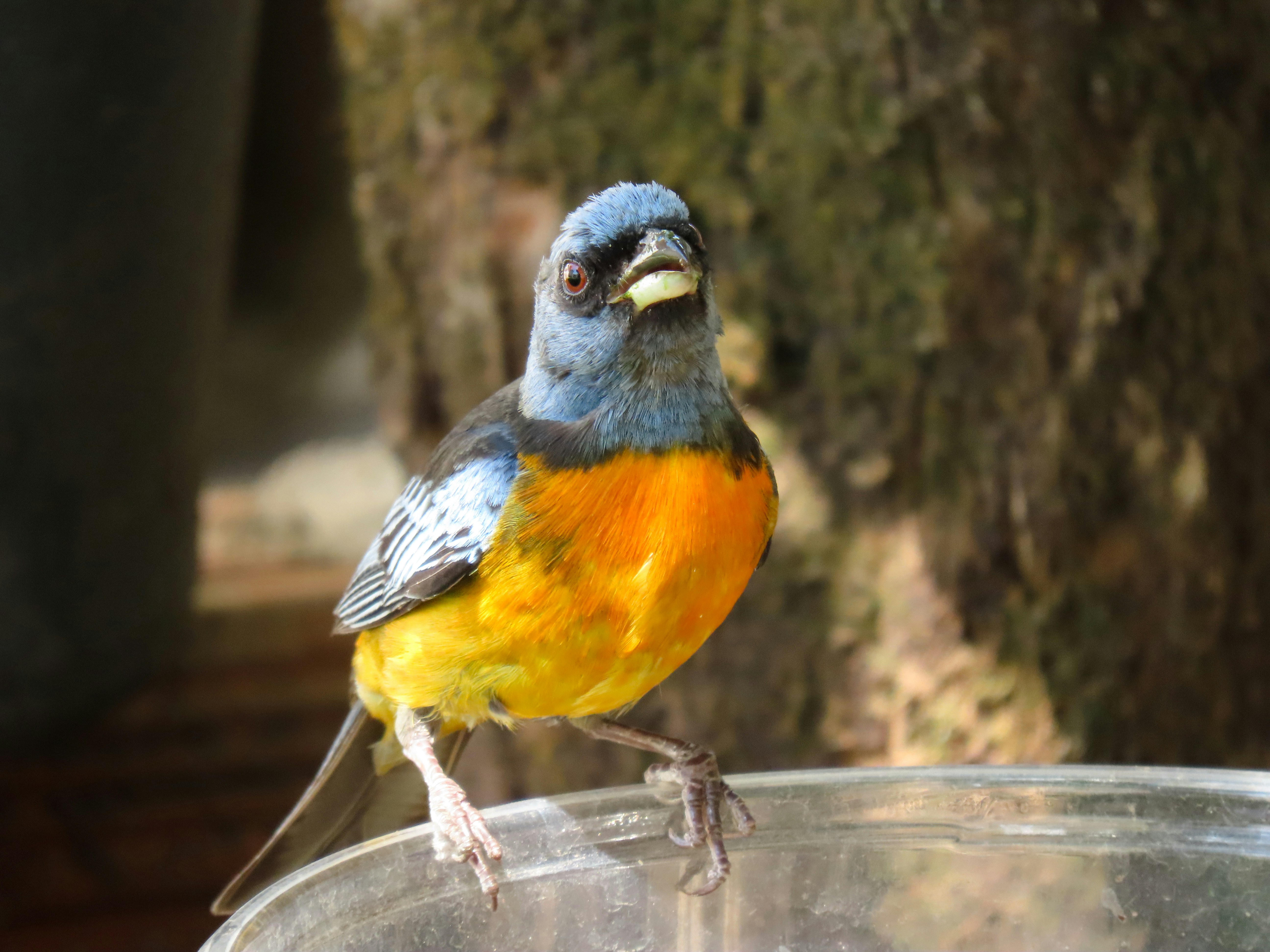 Vivid Orange Breather: A yellow-chested bird stares from a glass rim
