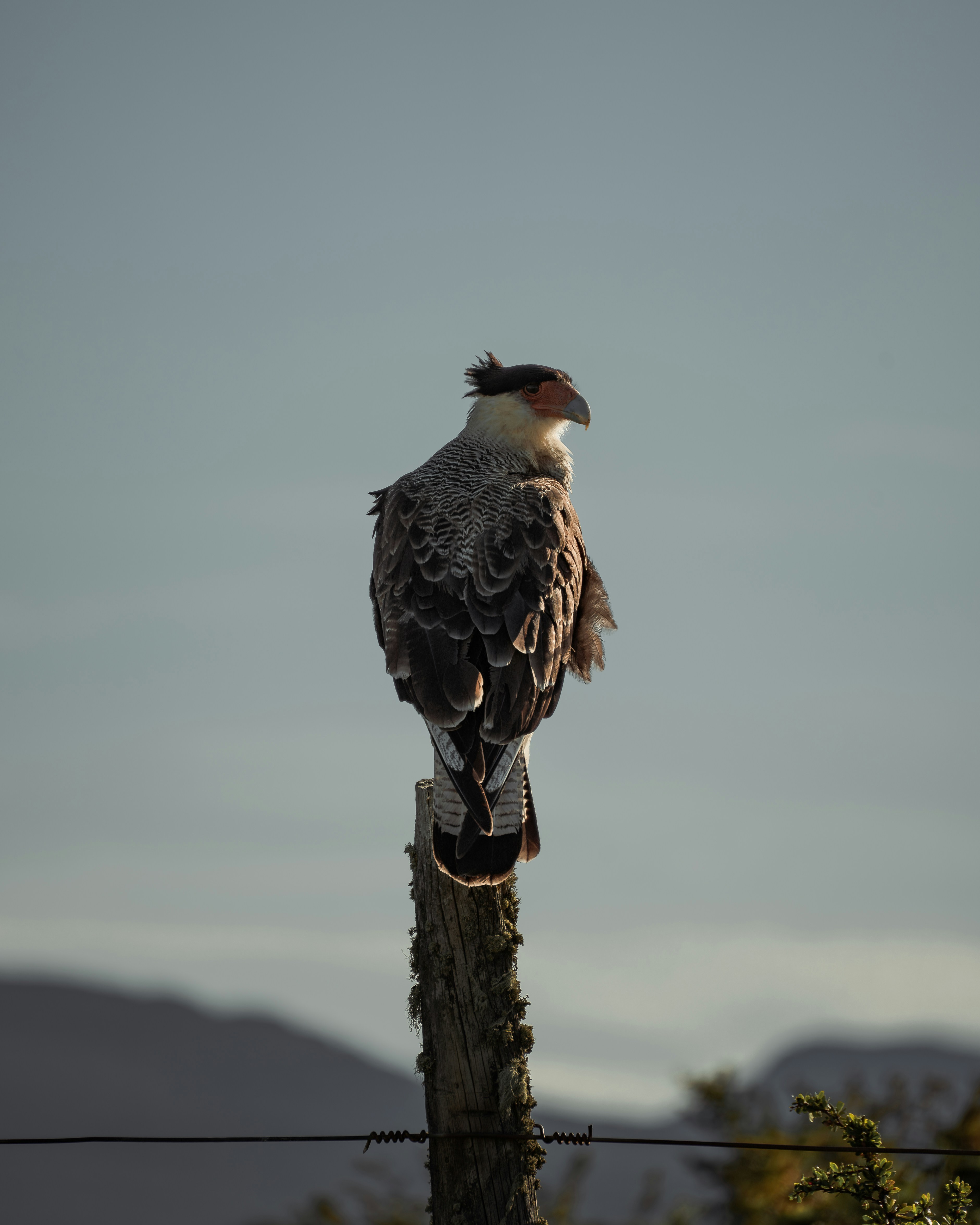 Crested Perch: a solitary seabird surveying a quiet coastline