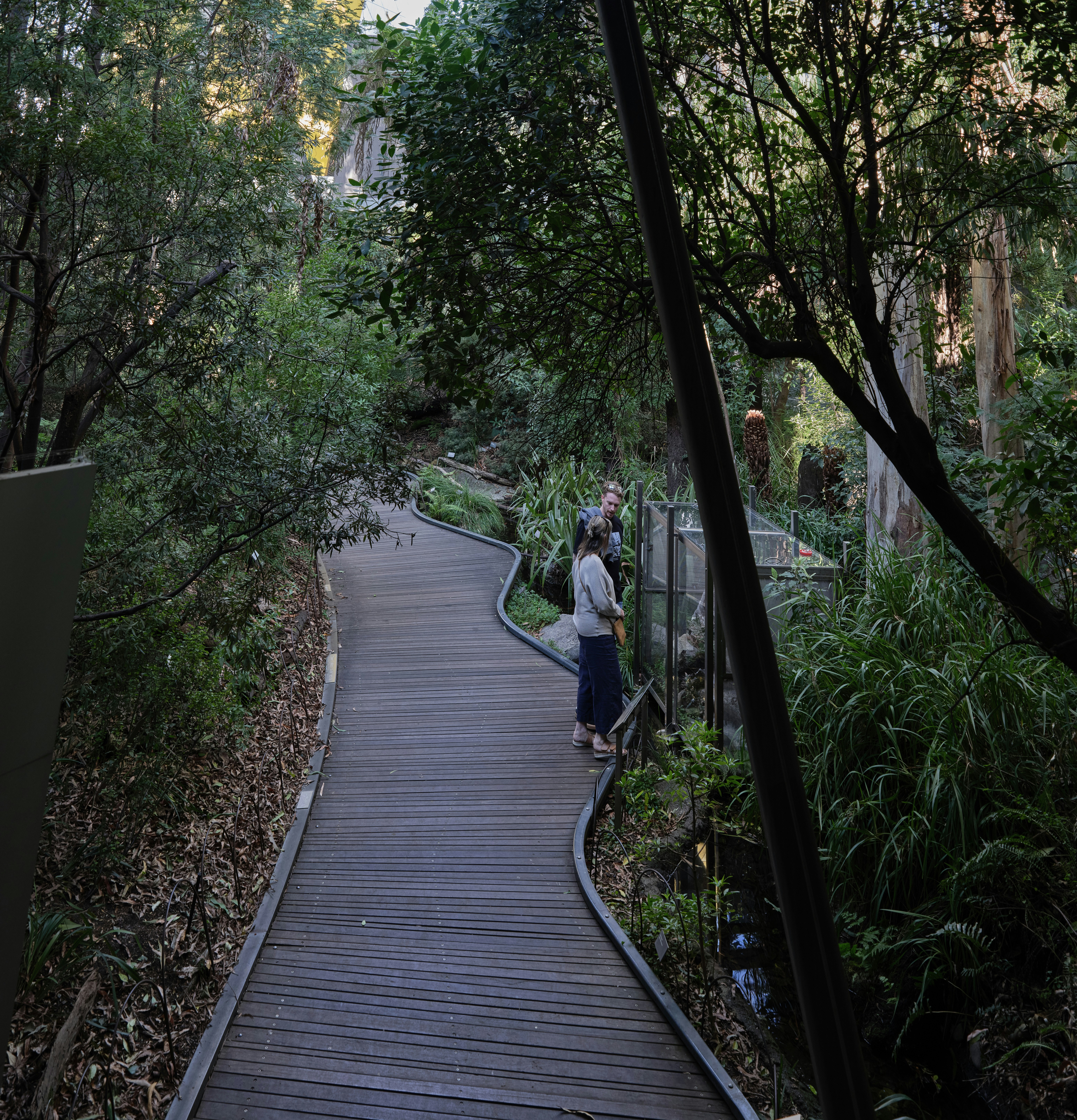 A person walking down a path in the woods