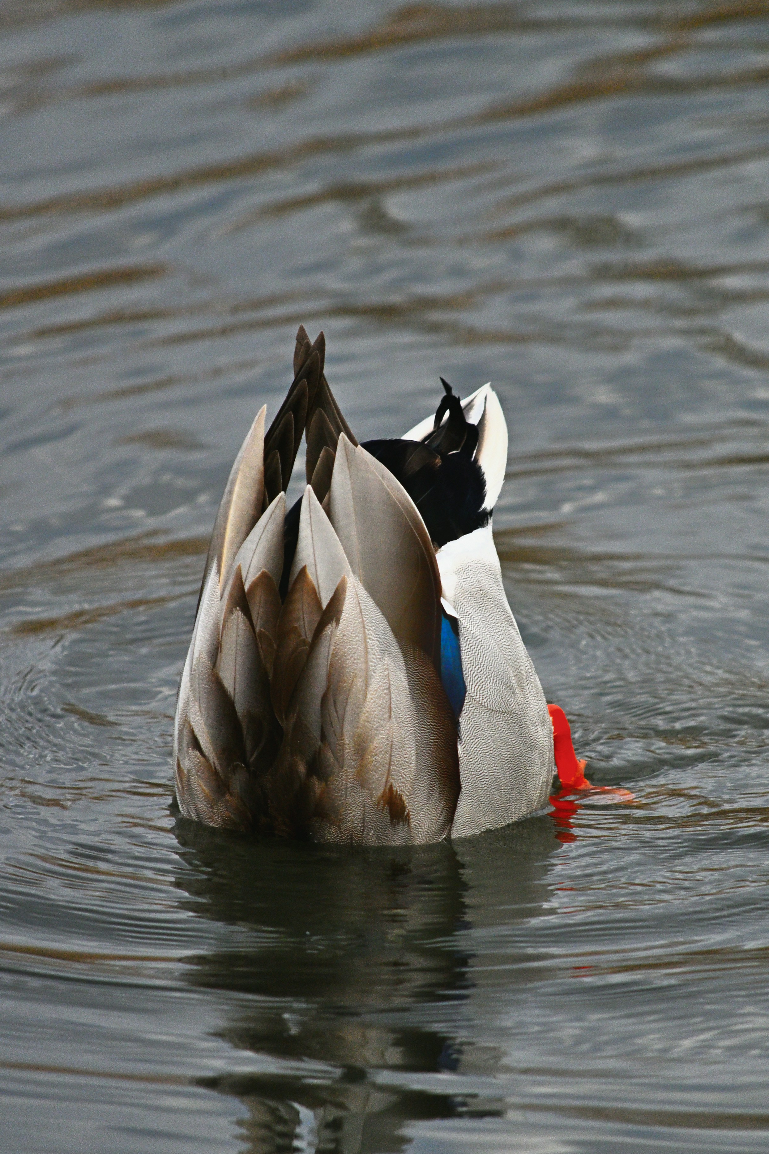 Tail Up Over River Ripples: A Mallard's Quiet Emergence