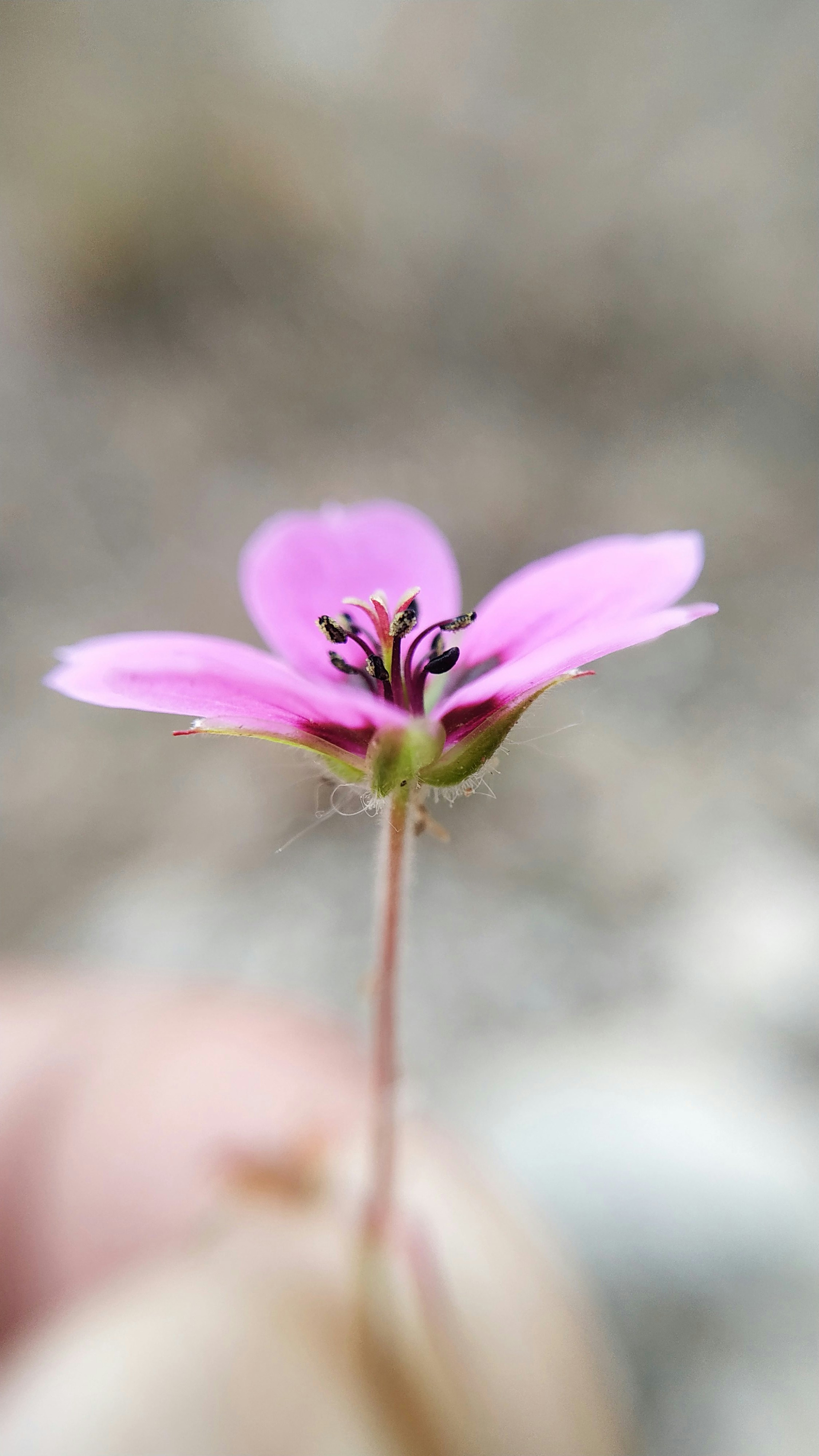 Macro photograph of a tiny pink flower held by fingers, with a soft, blurred background.