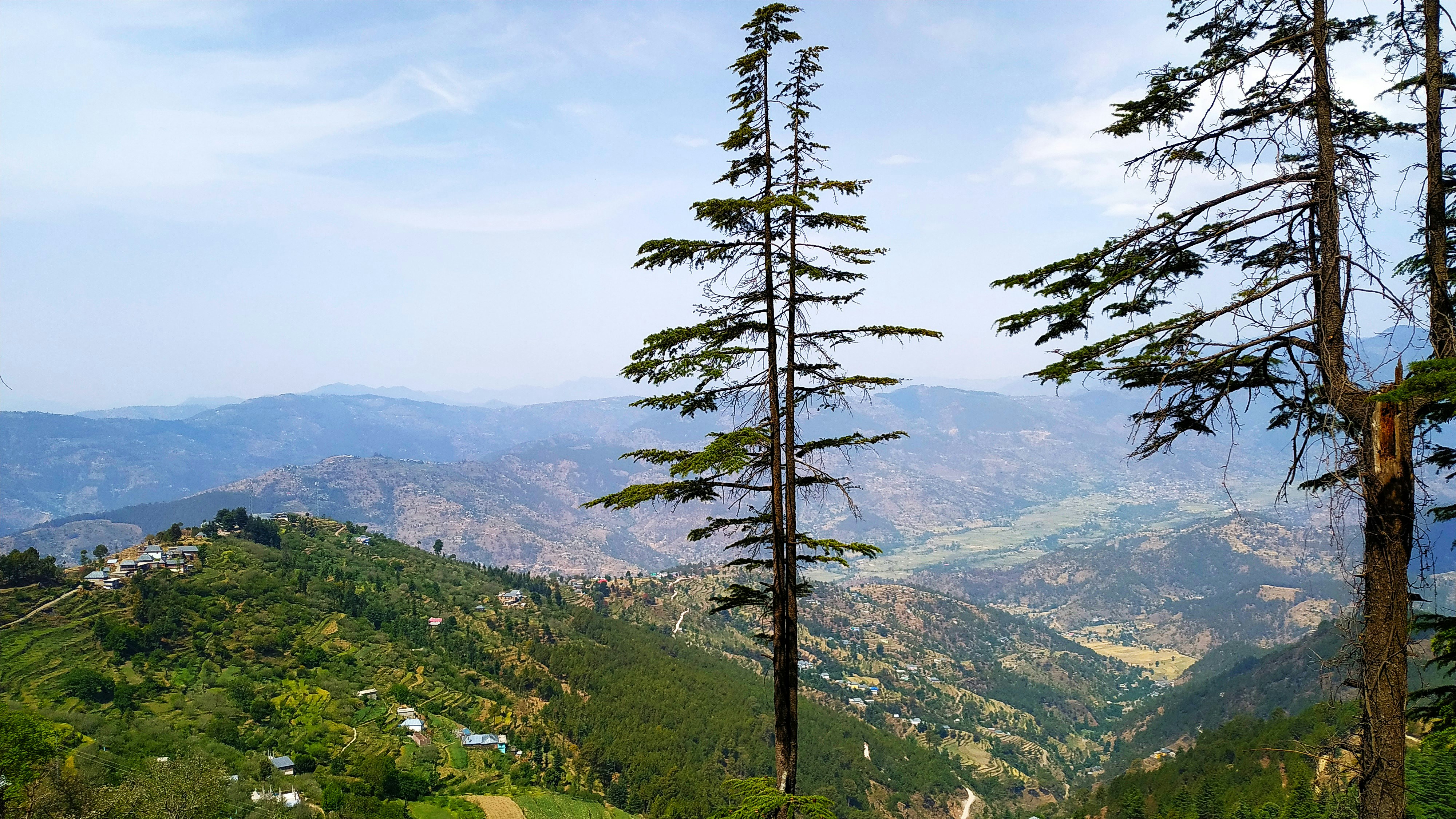Wide landscape photograph of a mountain ridge with two tall pines in the foreground, rolling hills, and a distant valley beneath a pale blue sky.