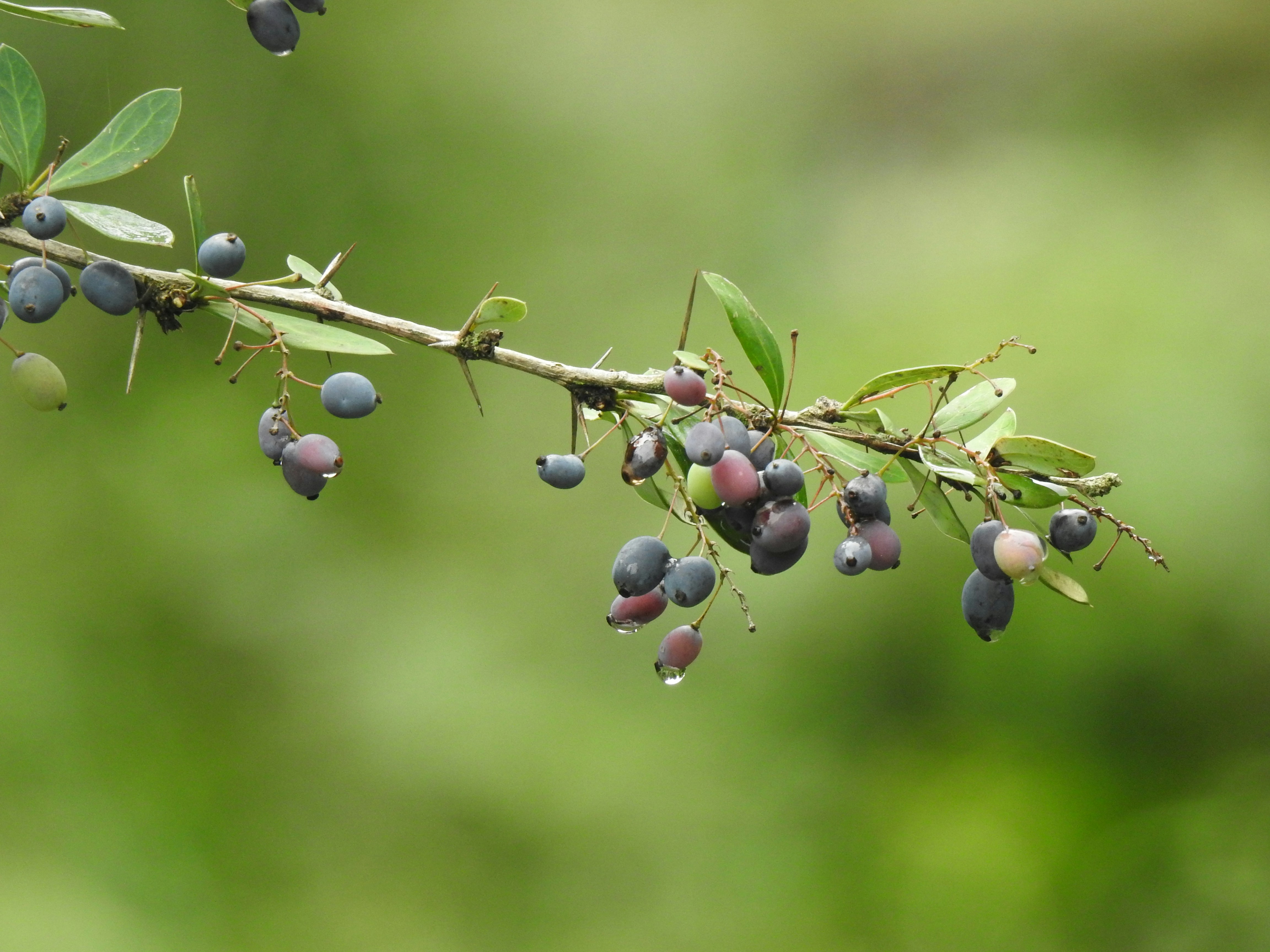 Cluster of dark berries on a branch with green leaves against a soft-focus green background.
