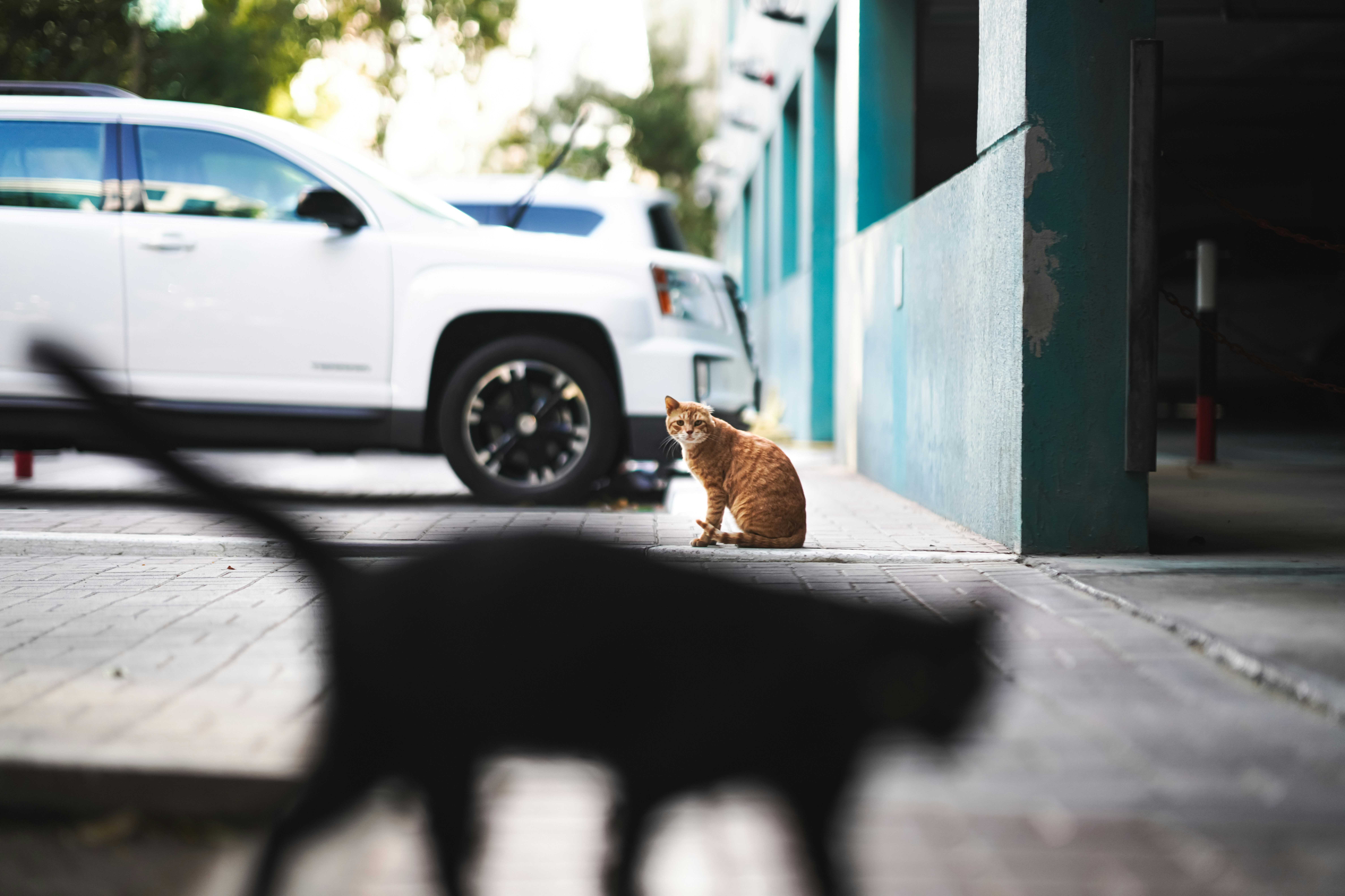 A cat sitting on the ground in front of a car