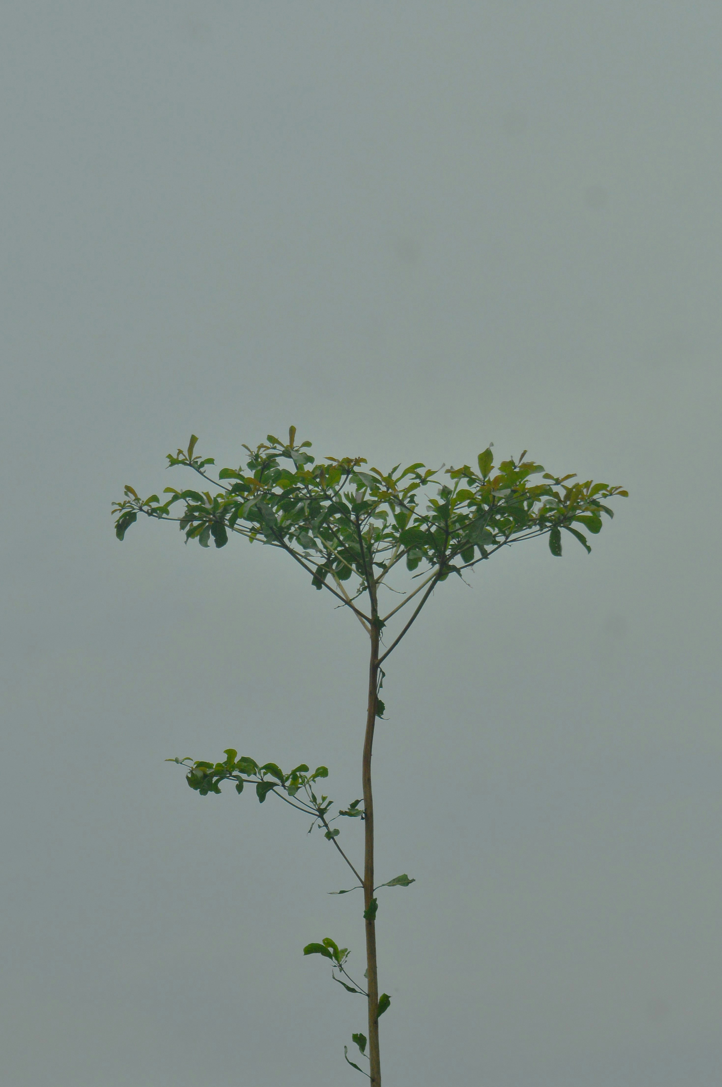 The Crowned Spire: A Lone Sapling Reaches into a Soft Sky
