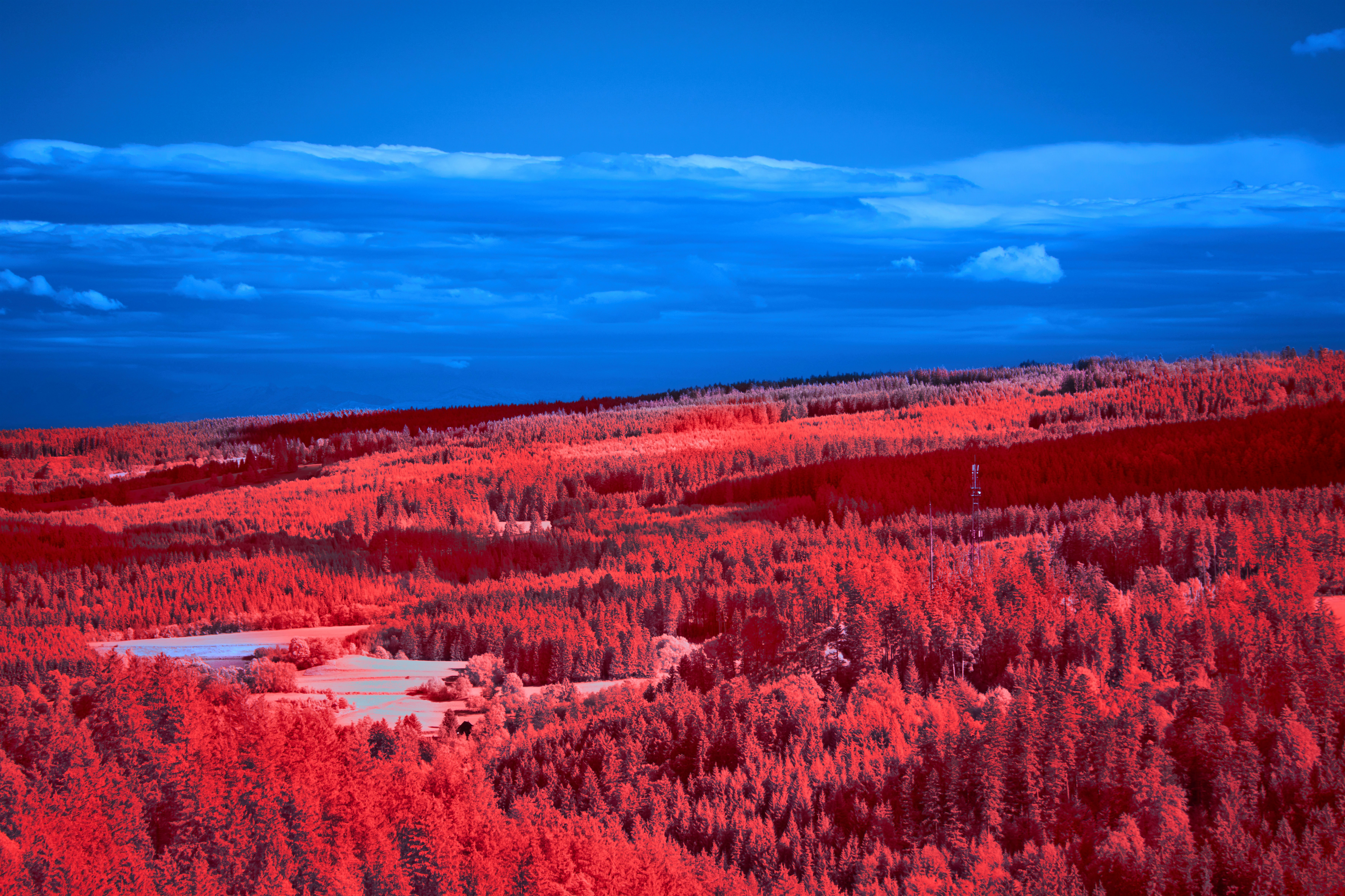 A red and blue landscape with trees and water photo – Free Forest Image ...