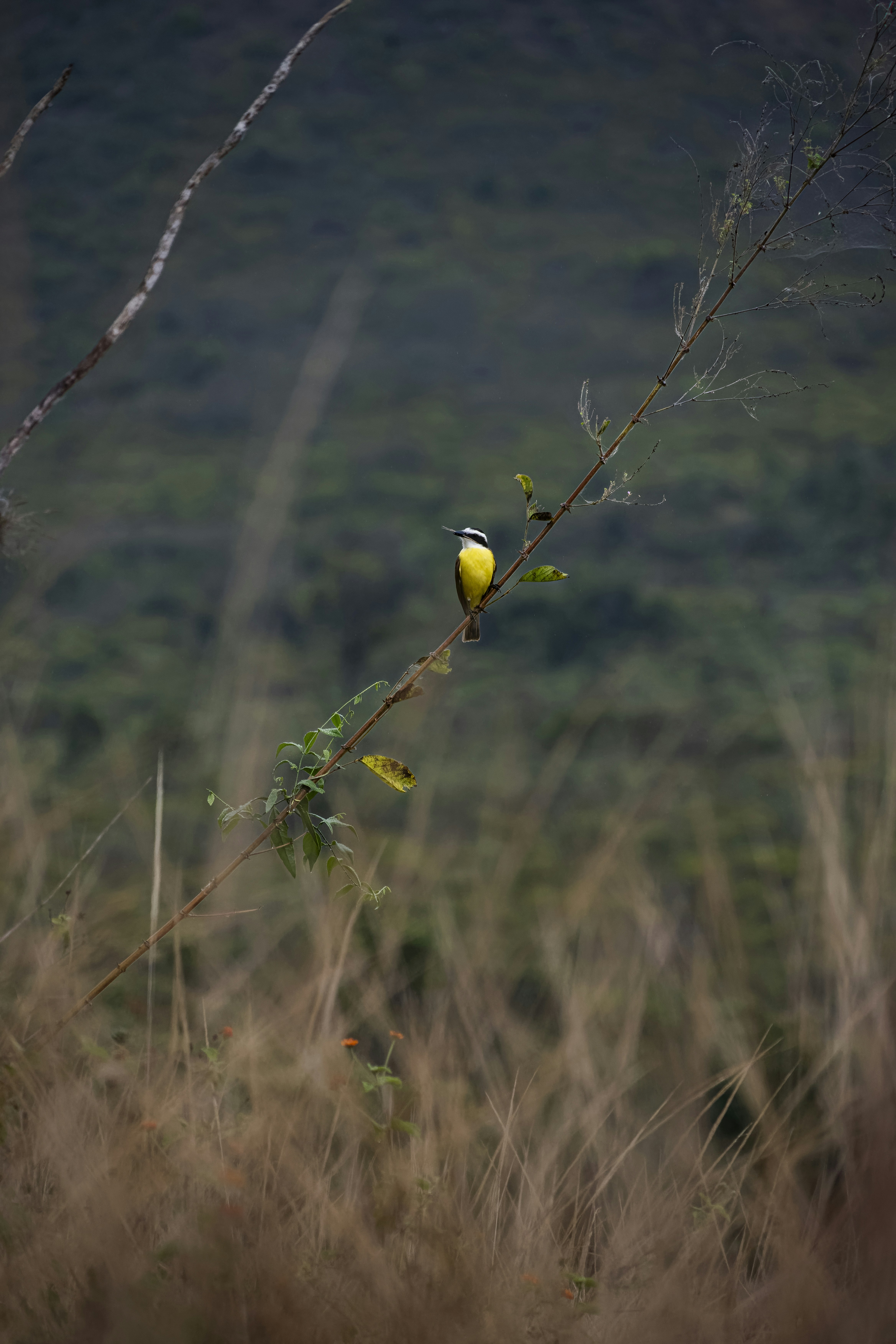 Vibrant Bird Amidst the Wilderness