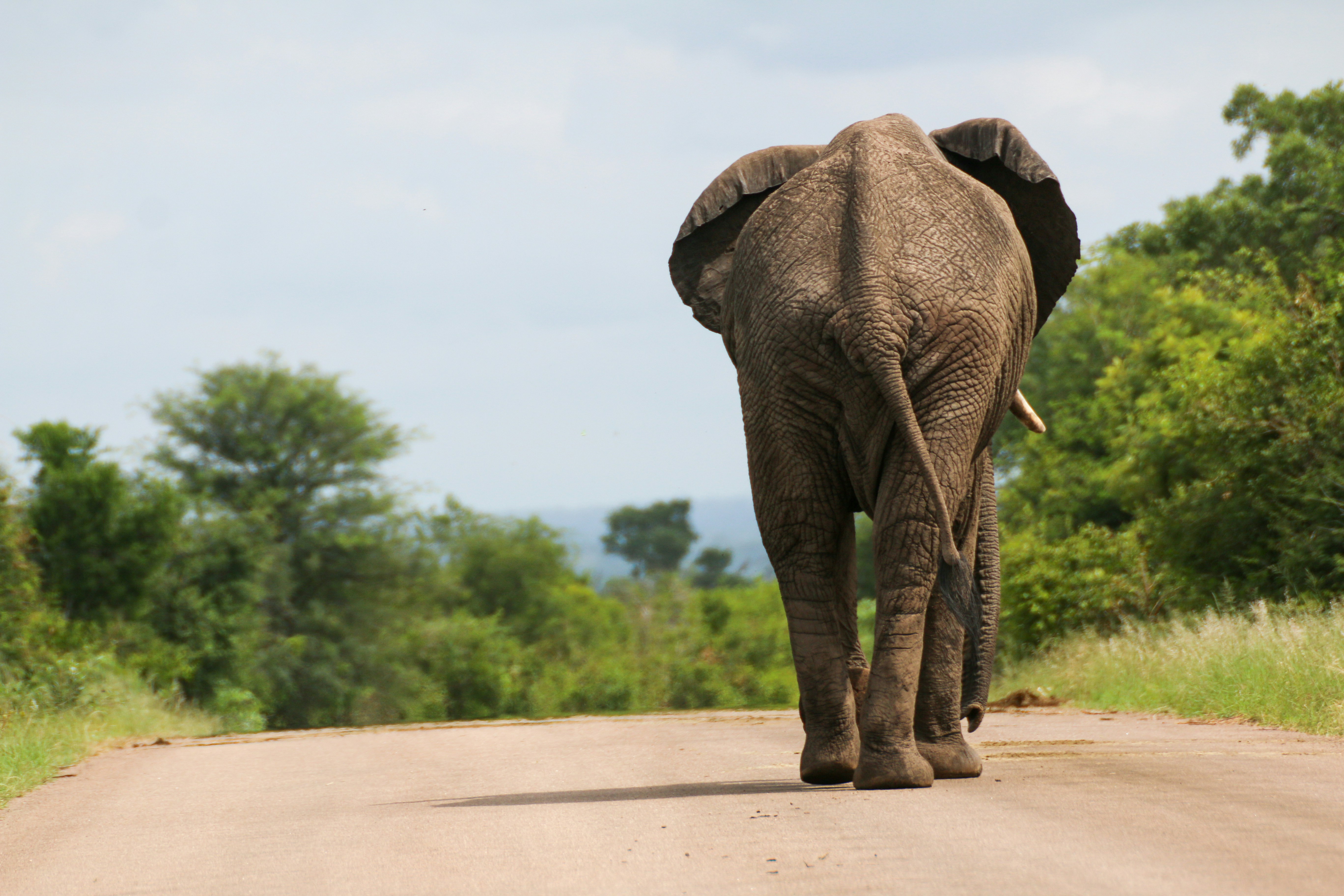 Red Dirt Roadwalker: An Elephant’s Quiet Crossing in Bright Savanna