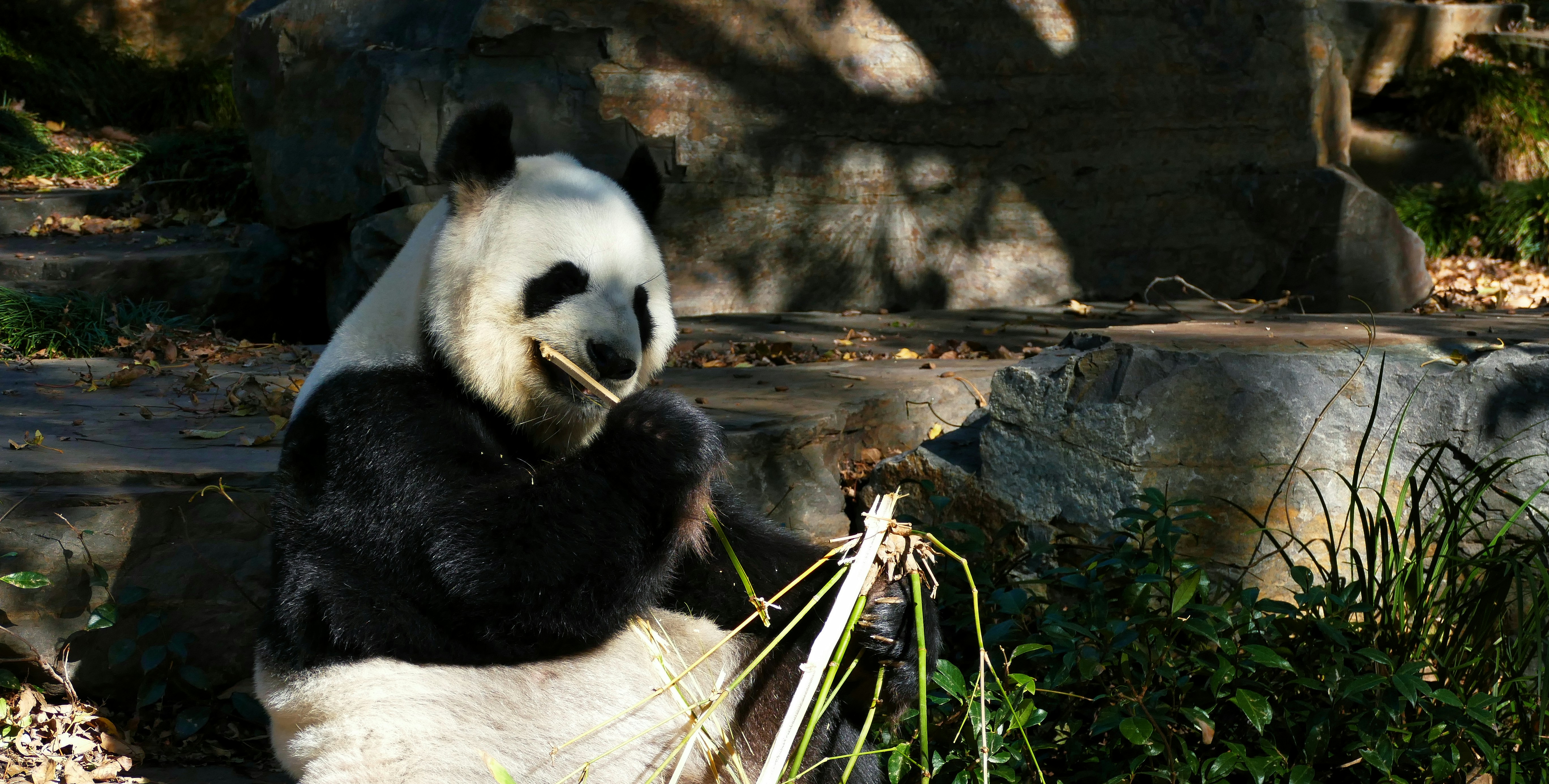 Panda’s Quiet Snack in a Dappled Rock Garden