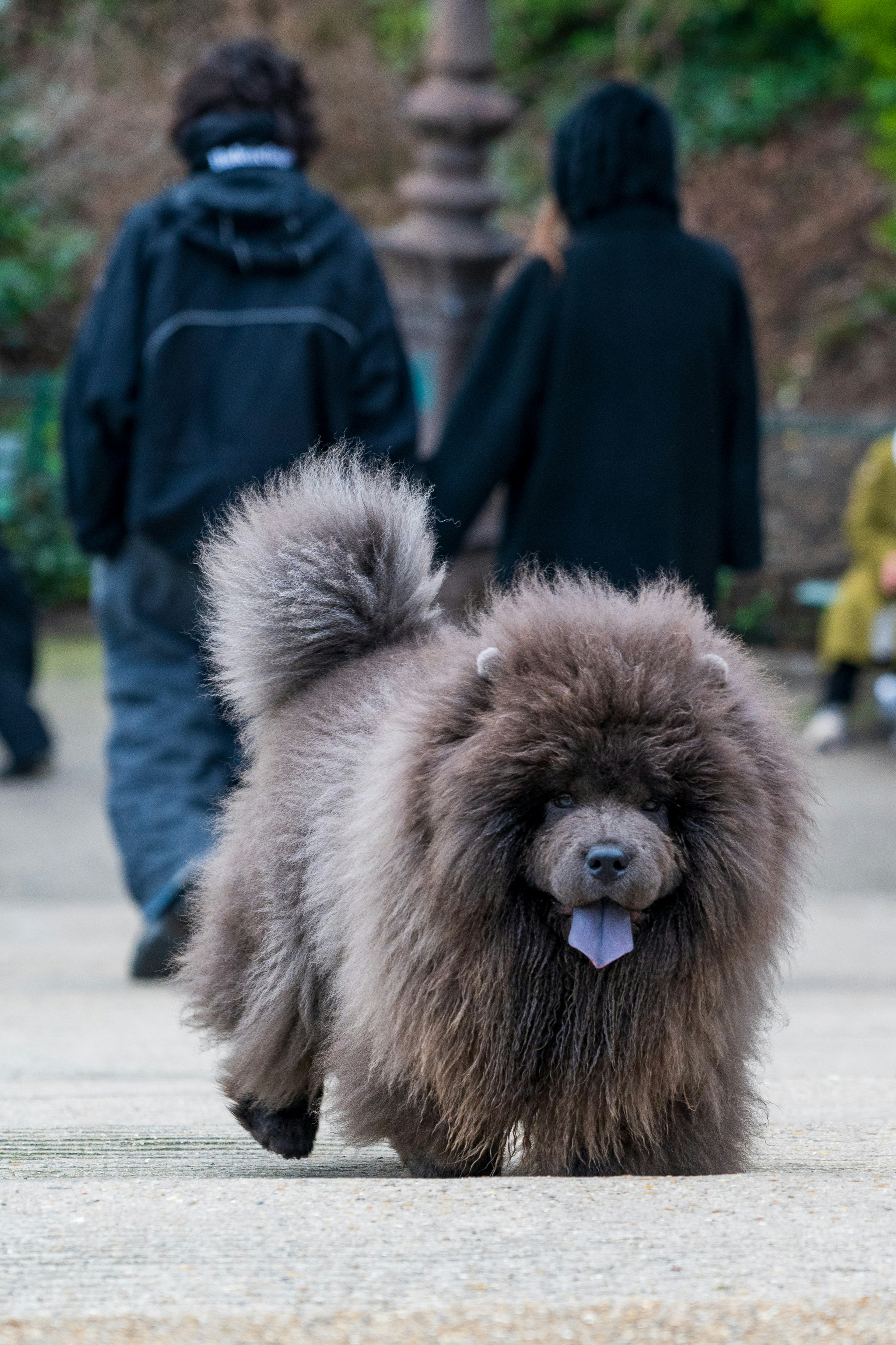 Fluffy Paws on Parade: A Charismatic Poodle Leads the Way