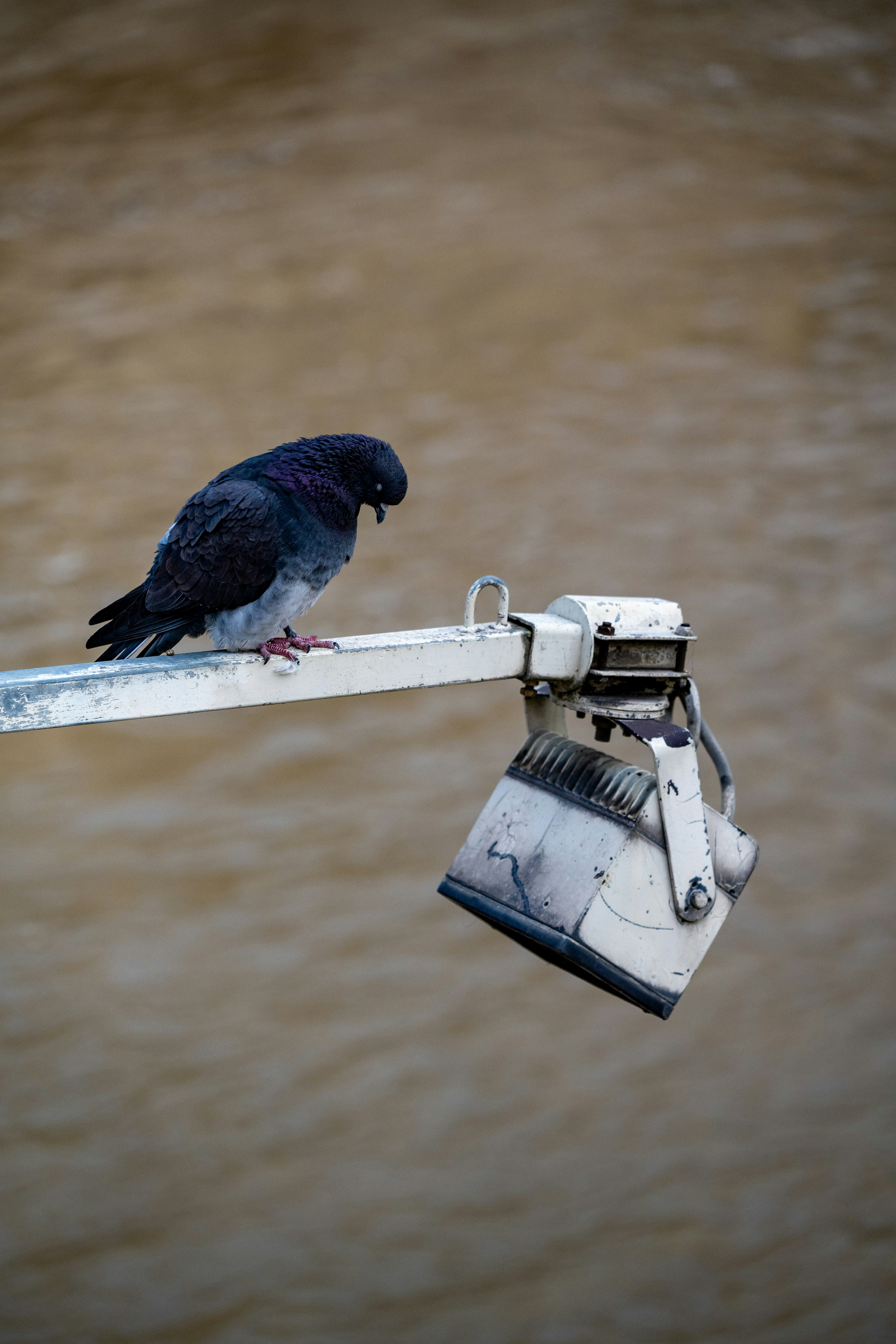 Photo by Andy Luo with Nikon Zf