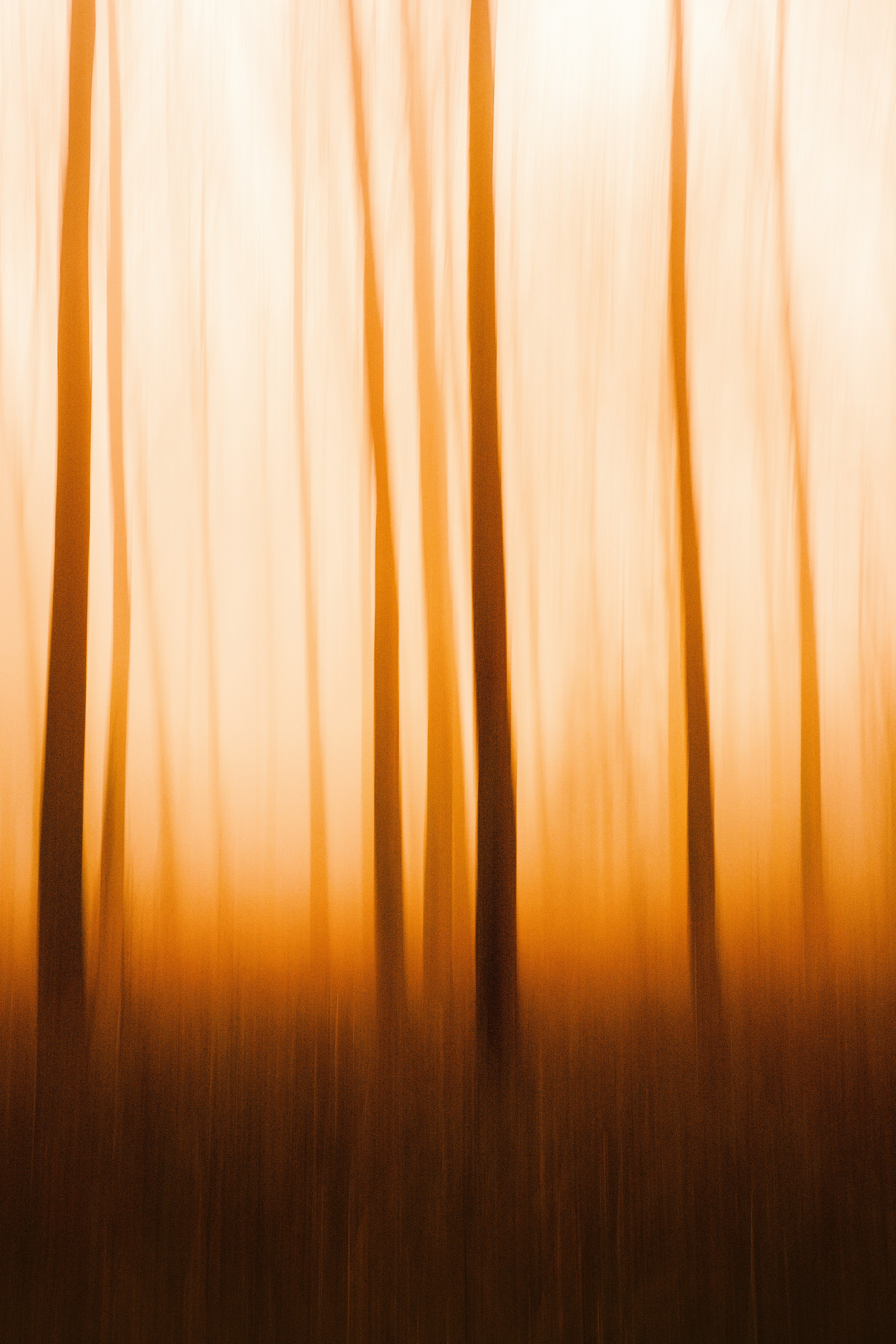 Abstract forest scene with vertical tree lines blurred in warm, golden hues.