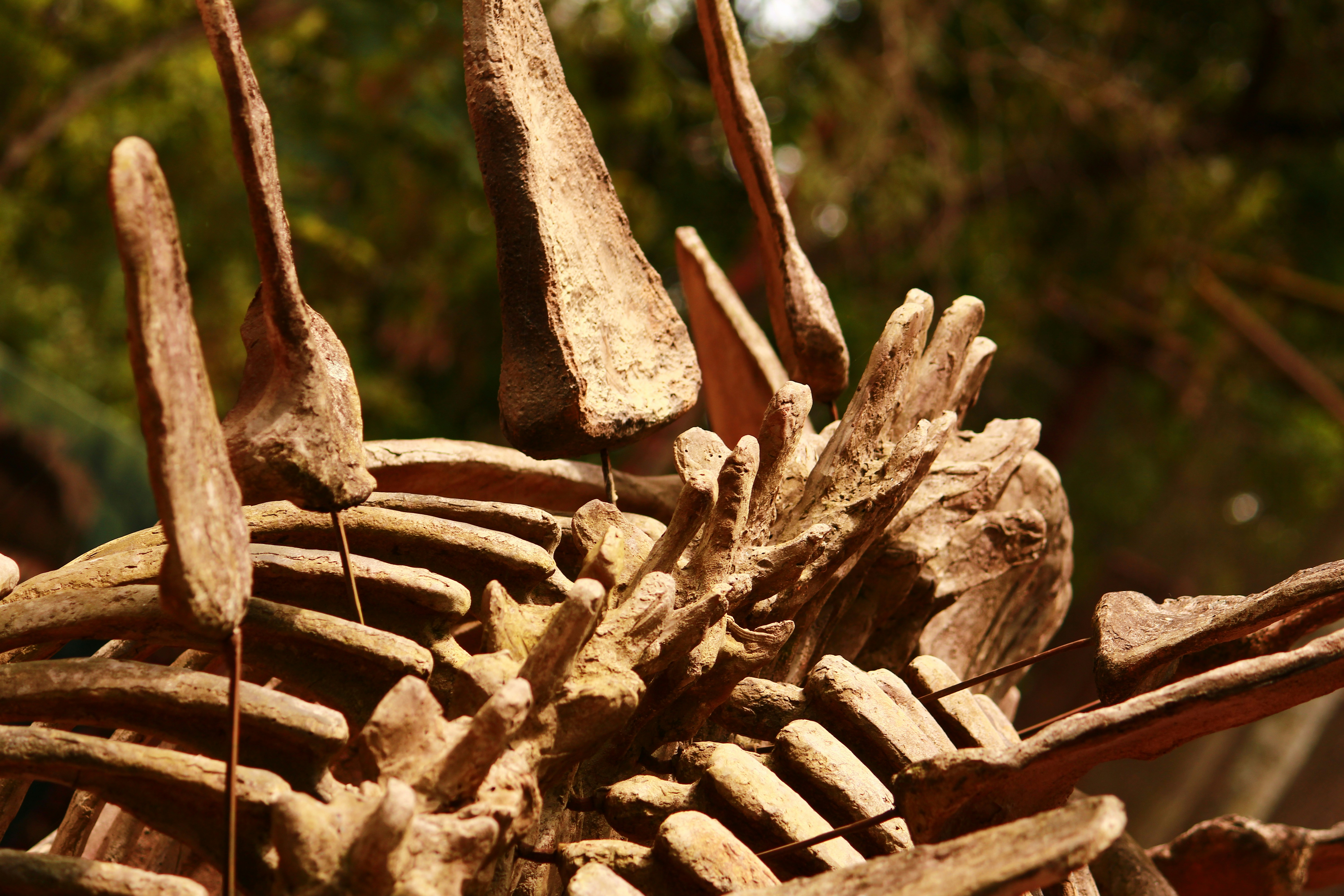 Bones of a Dinosaur