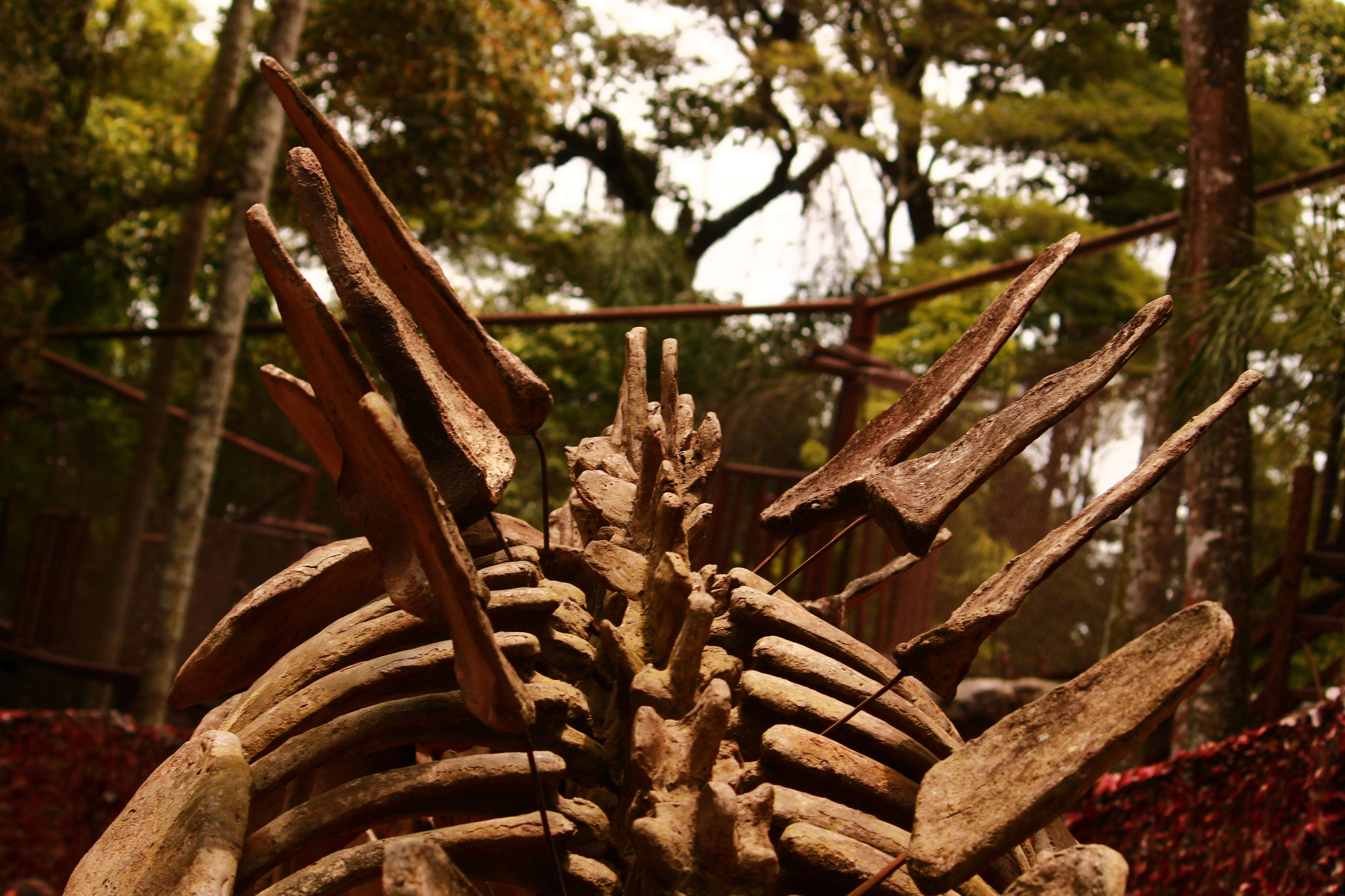 A skeleton sitting in the middle of a forest photo – Free Animal Image ...