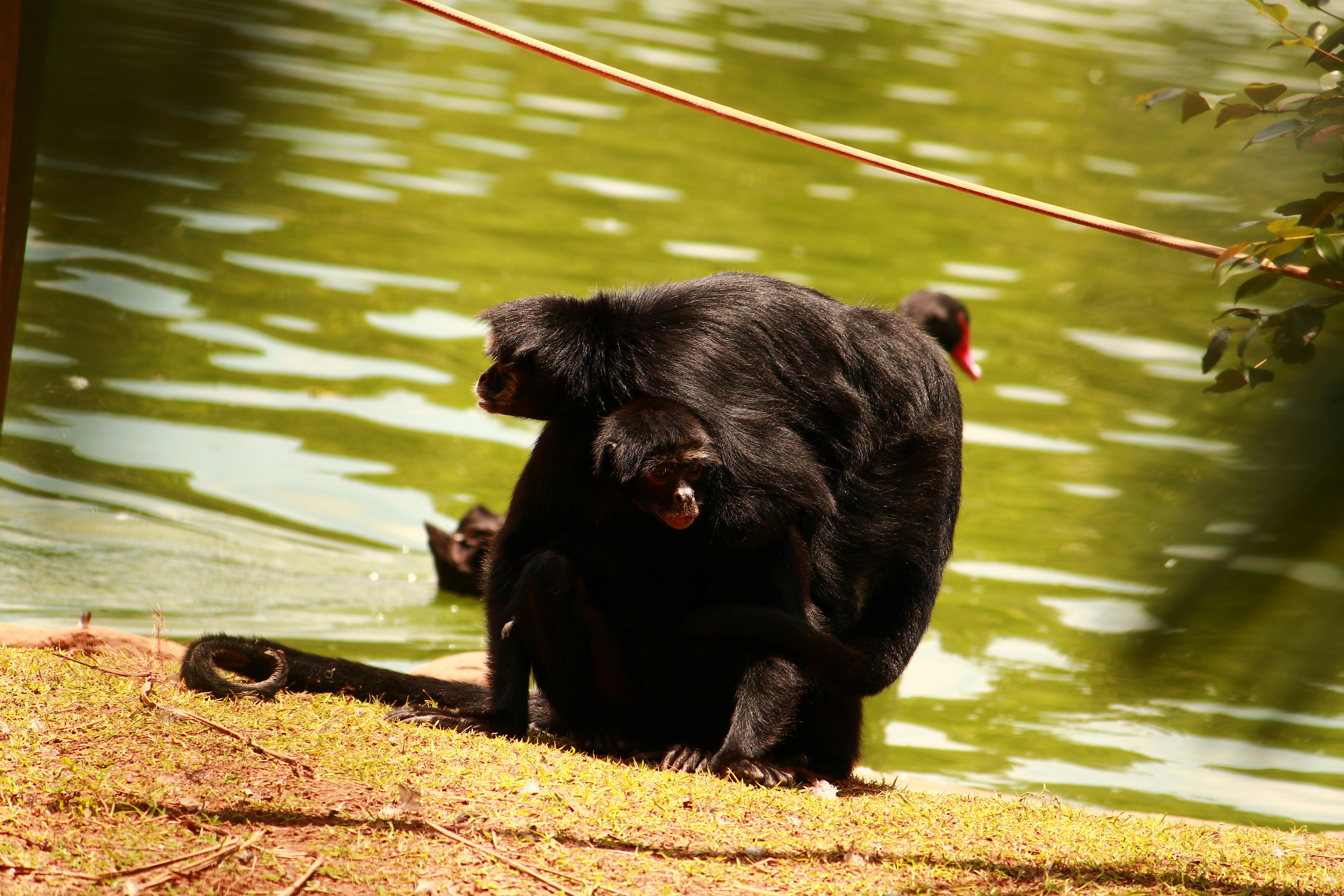 Mother Black Bear and Cub Pause at the Pond's Edge